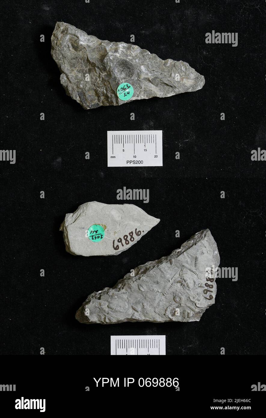 Calymene meeki animalia hi-res stock photography and images - Alamy