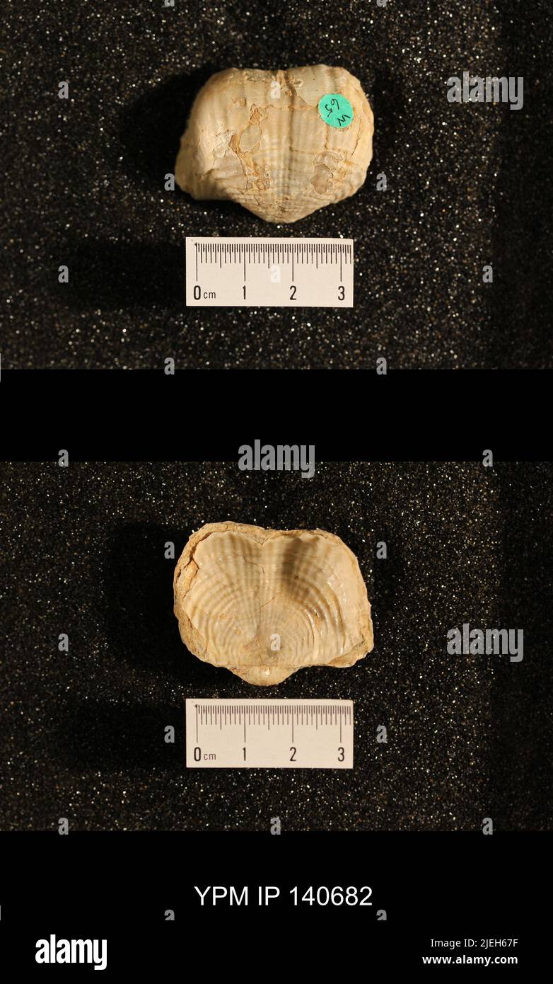 Productus (Dictyoclostus) indicus Stock Photo - Alamy