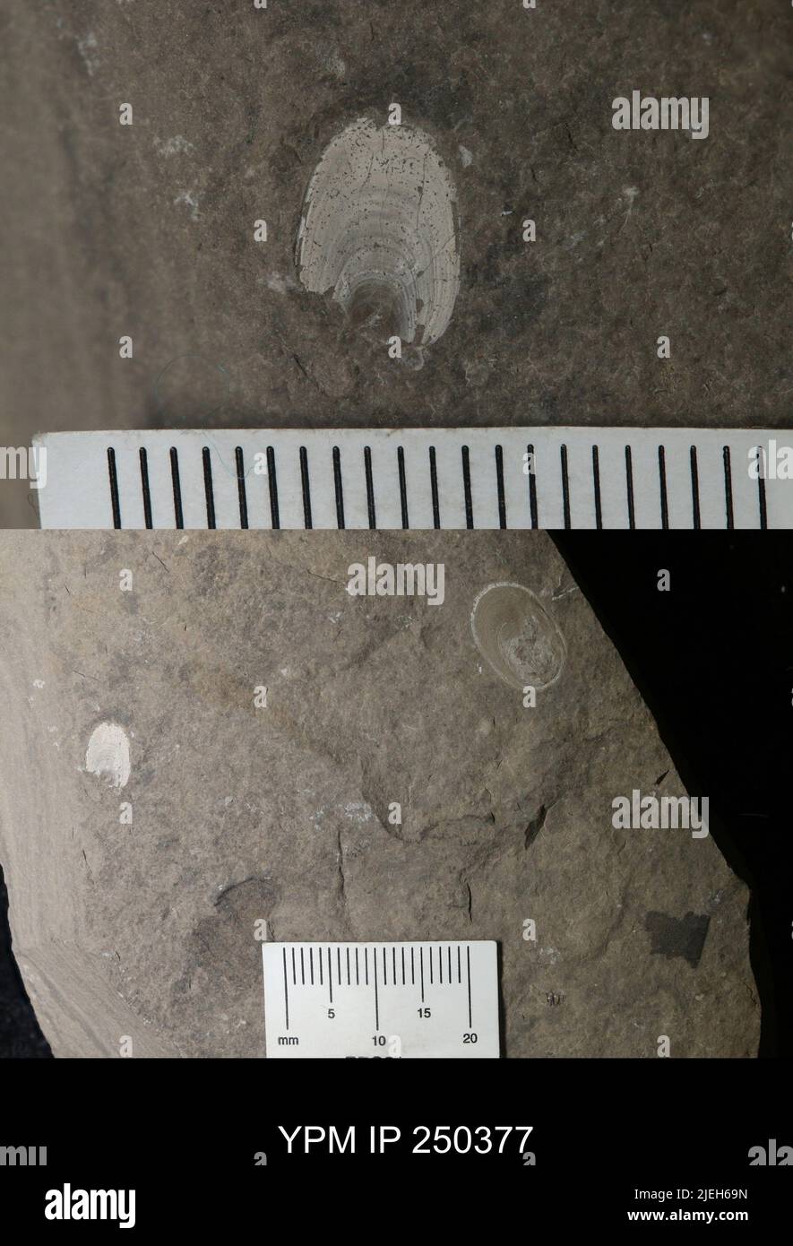 Lingulida hi-res stock photography and images - Alamy