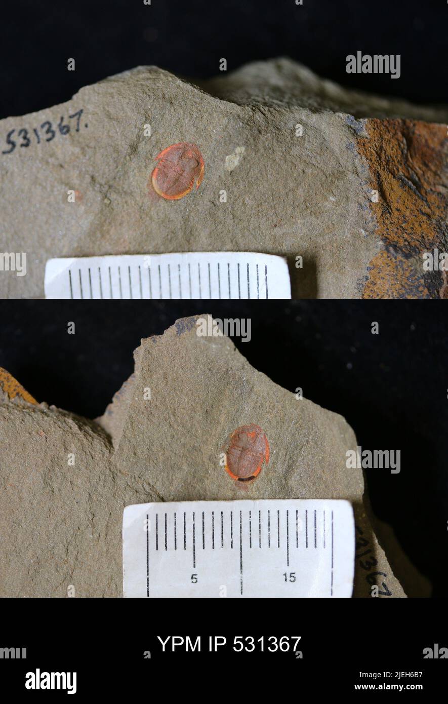 Asaphidae hi-res stock photography and images - Alamy