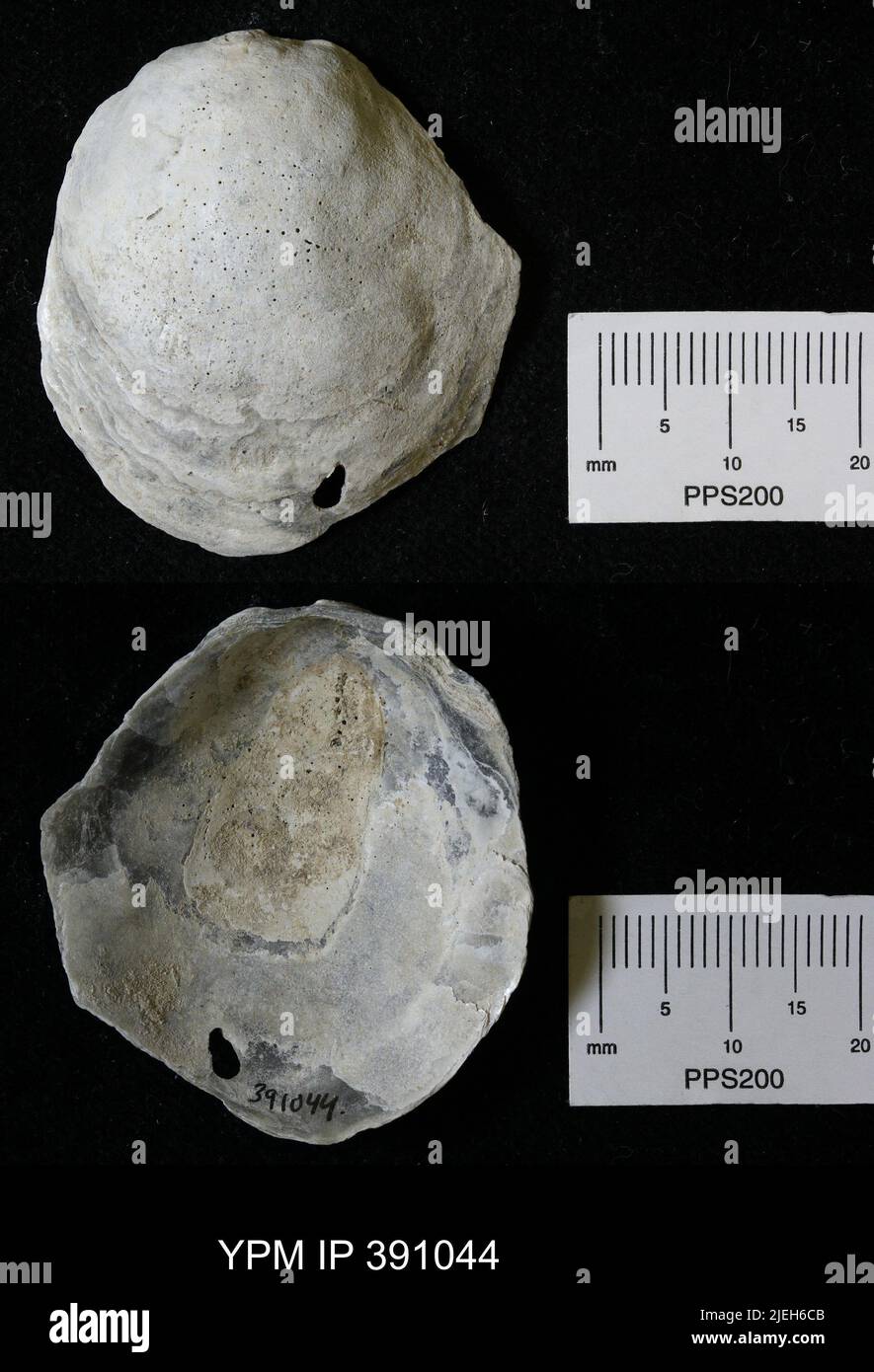 Anomia simplex d'Orbigny, 1853 Stock Photo - Alamy