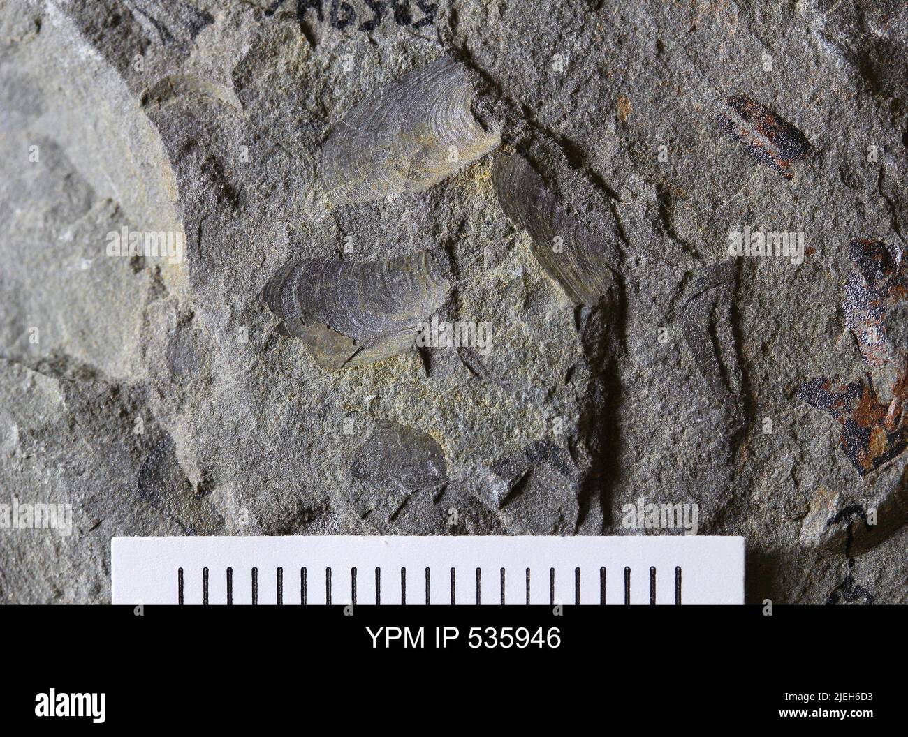 Lingula fossil hi-res stock photography and images - Alamy