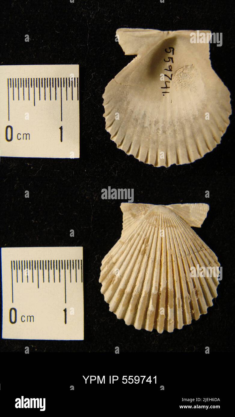 Pecten raveneli hi-res stock photography and images - Alamy