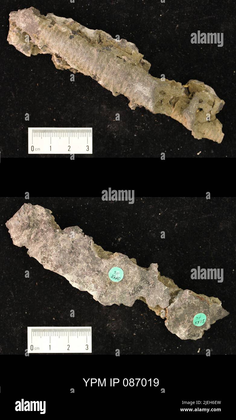 Protocycloceras lamarcki animalia hi-res stock photography and images ...