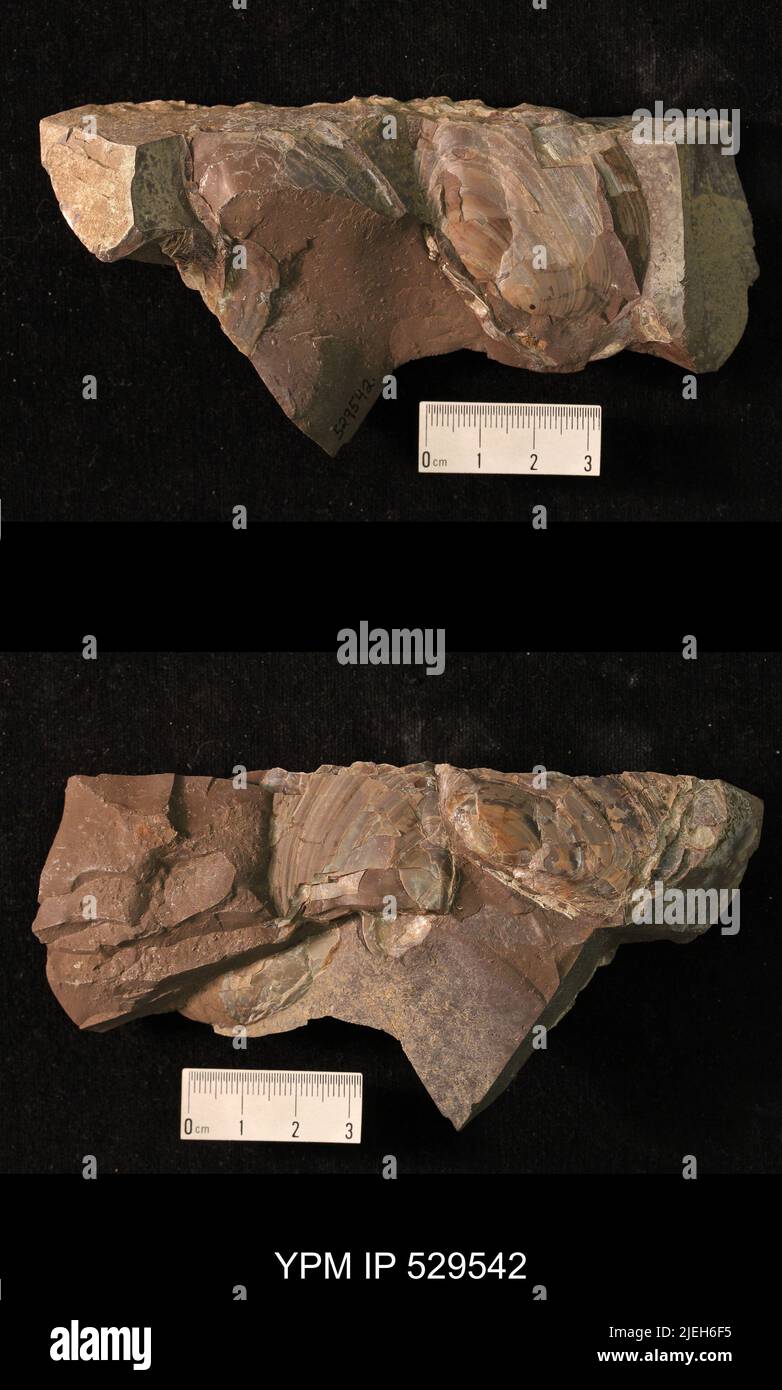 Myidae hi-res stock photography and images - Alamy