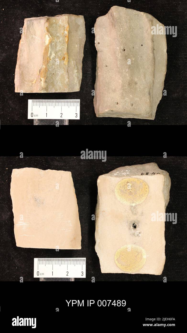 Beatricia undulata animalia hi-res stock photography and images - Alamy