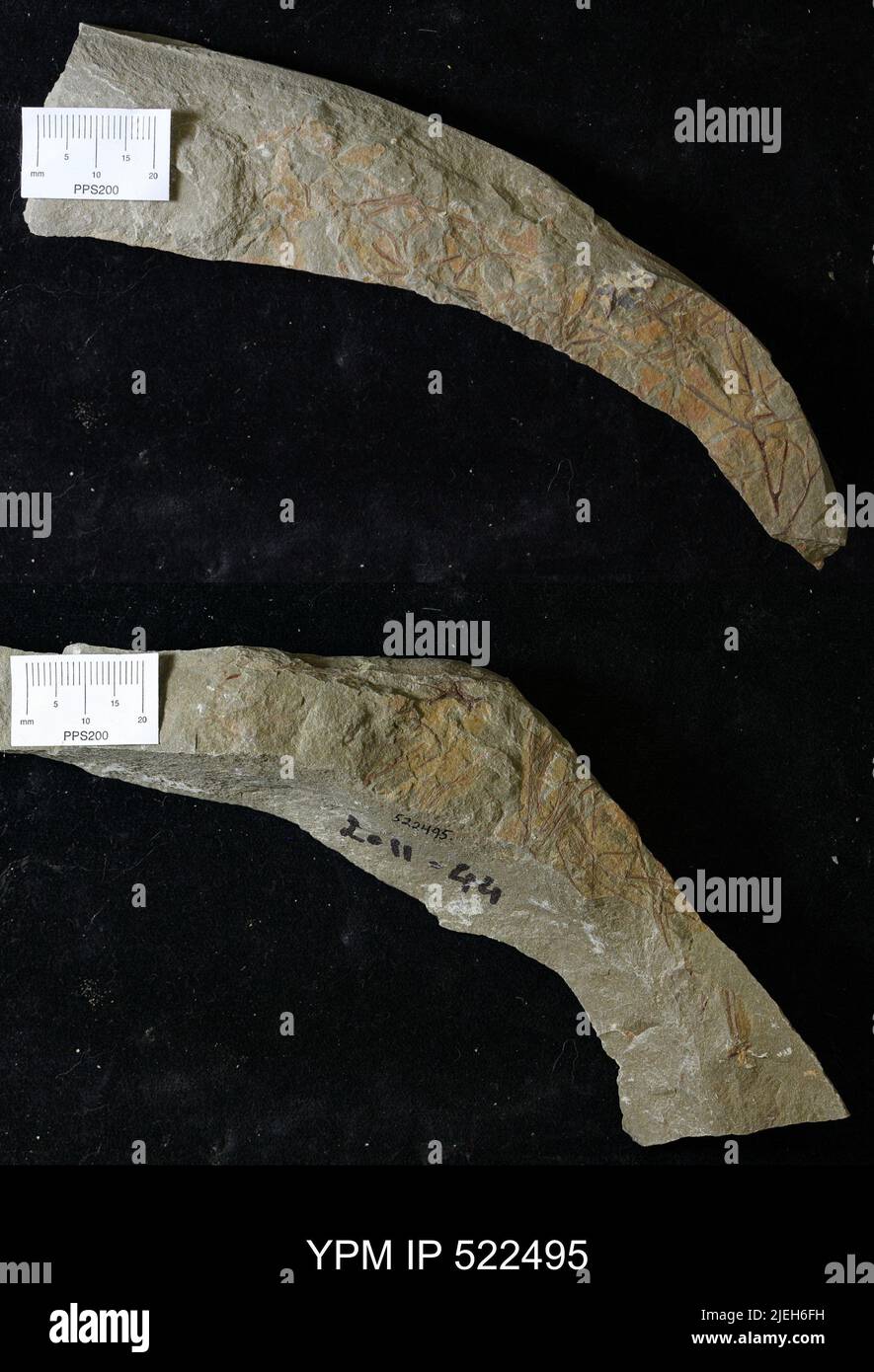 Graptolithina graptolites hi-res stock photography and images - Alamy