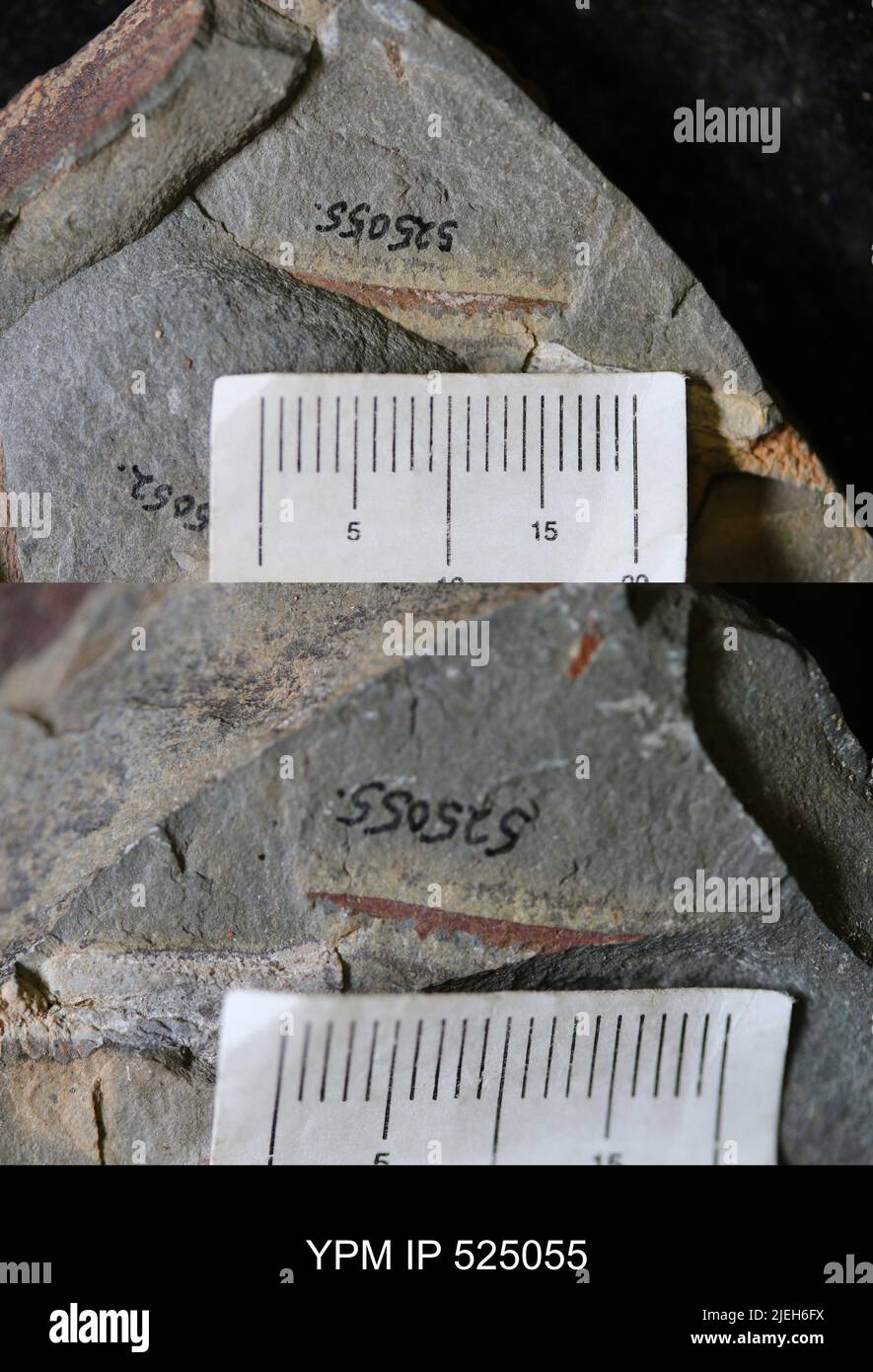 Graptolithina graptolites hi-res stock photography and images - Alamy