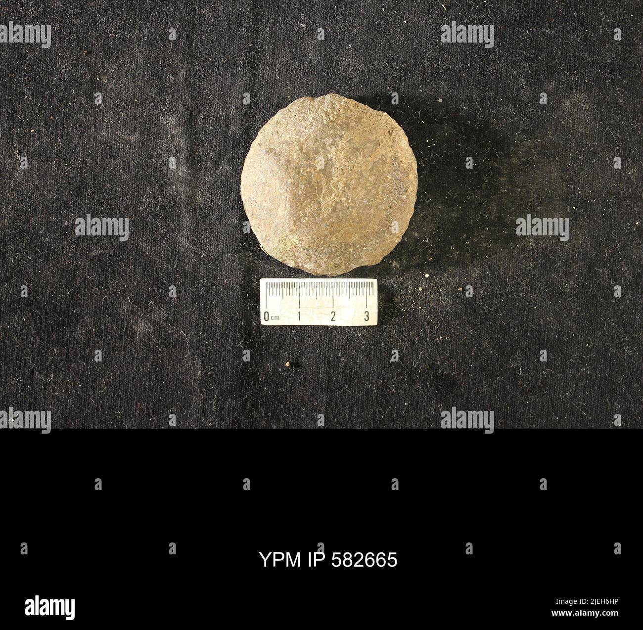 Ischadites koenigi murchison animalia hi-res stock photography and ...