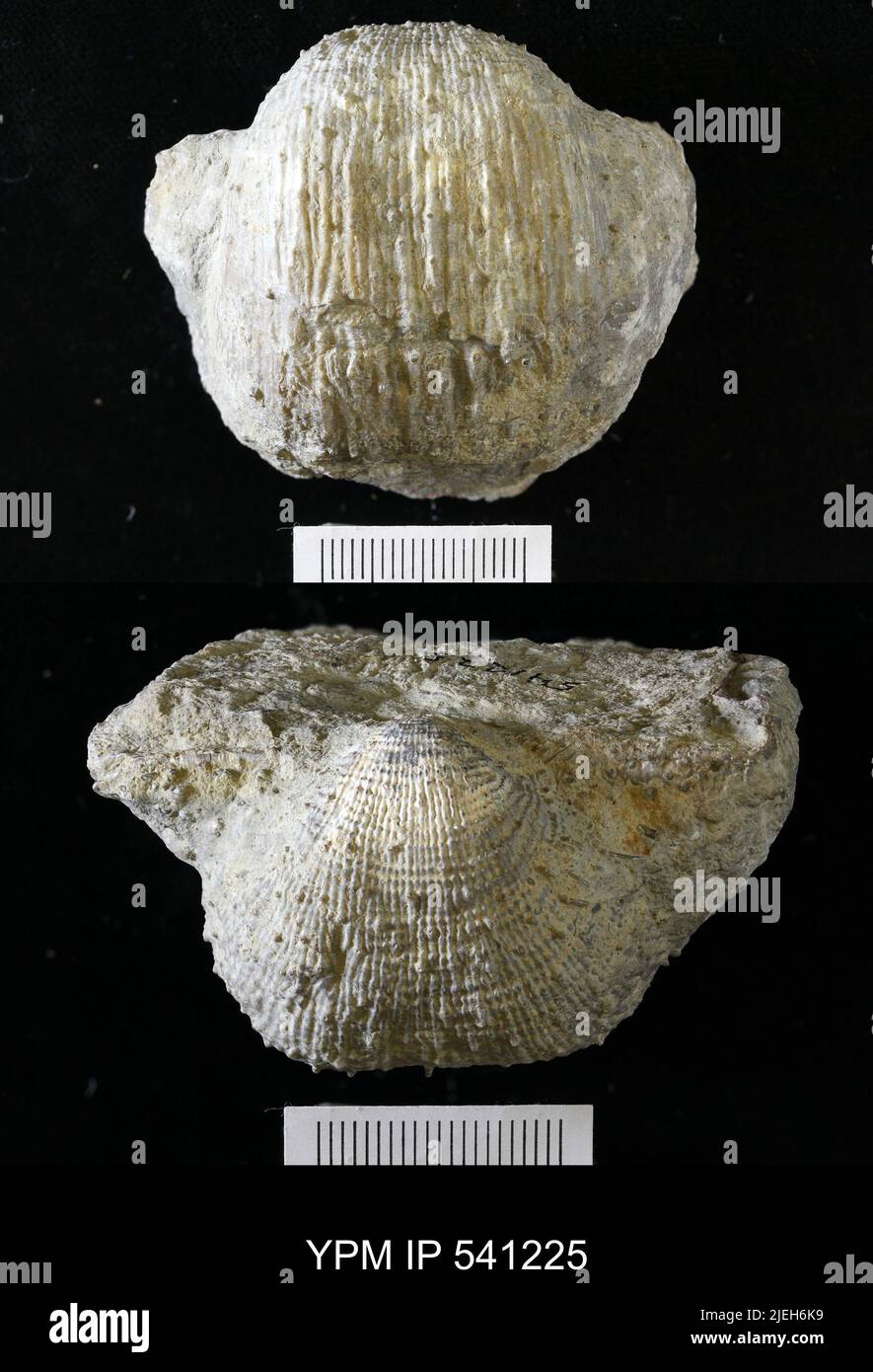 Dictyoclostus sp animalia hi-res stock photography and images - Alamy