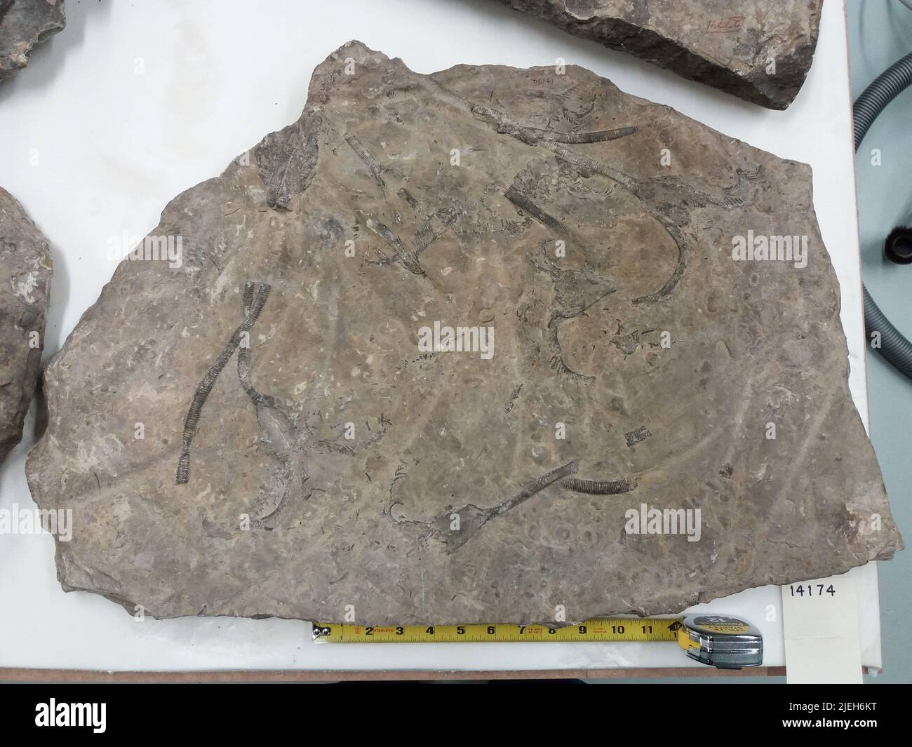 Crinoidea; mulitspecimen crinoid slab Stock Photo - Alamy