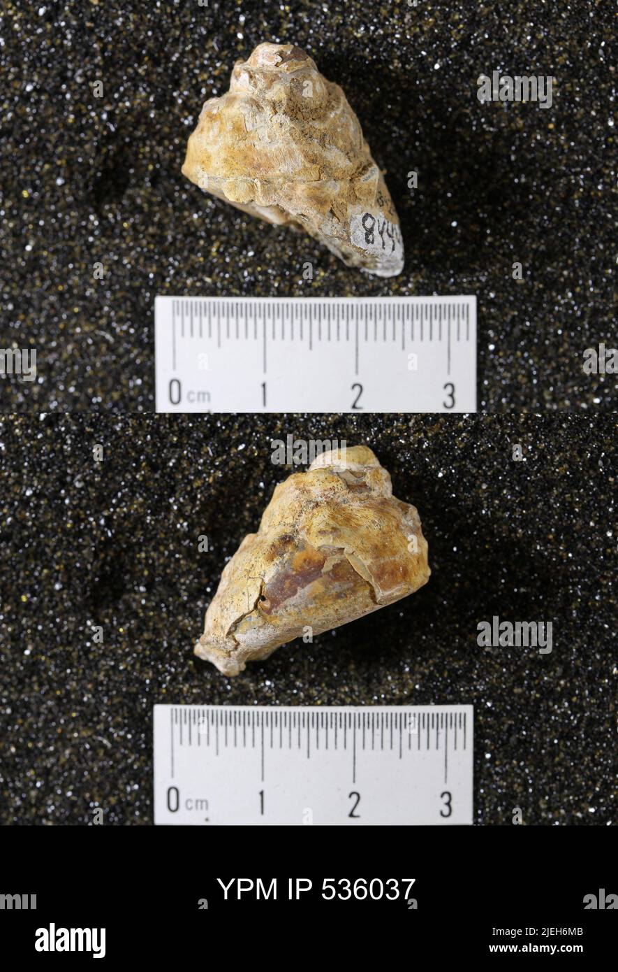 1876 animalia hi-res stock photography and images - Alamy