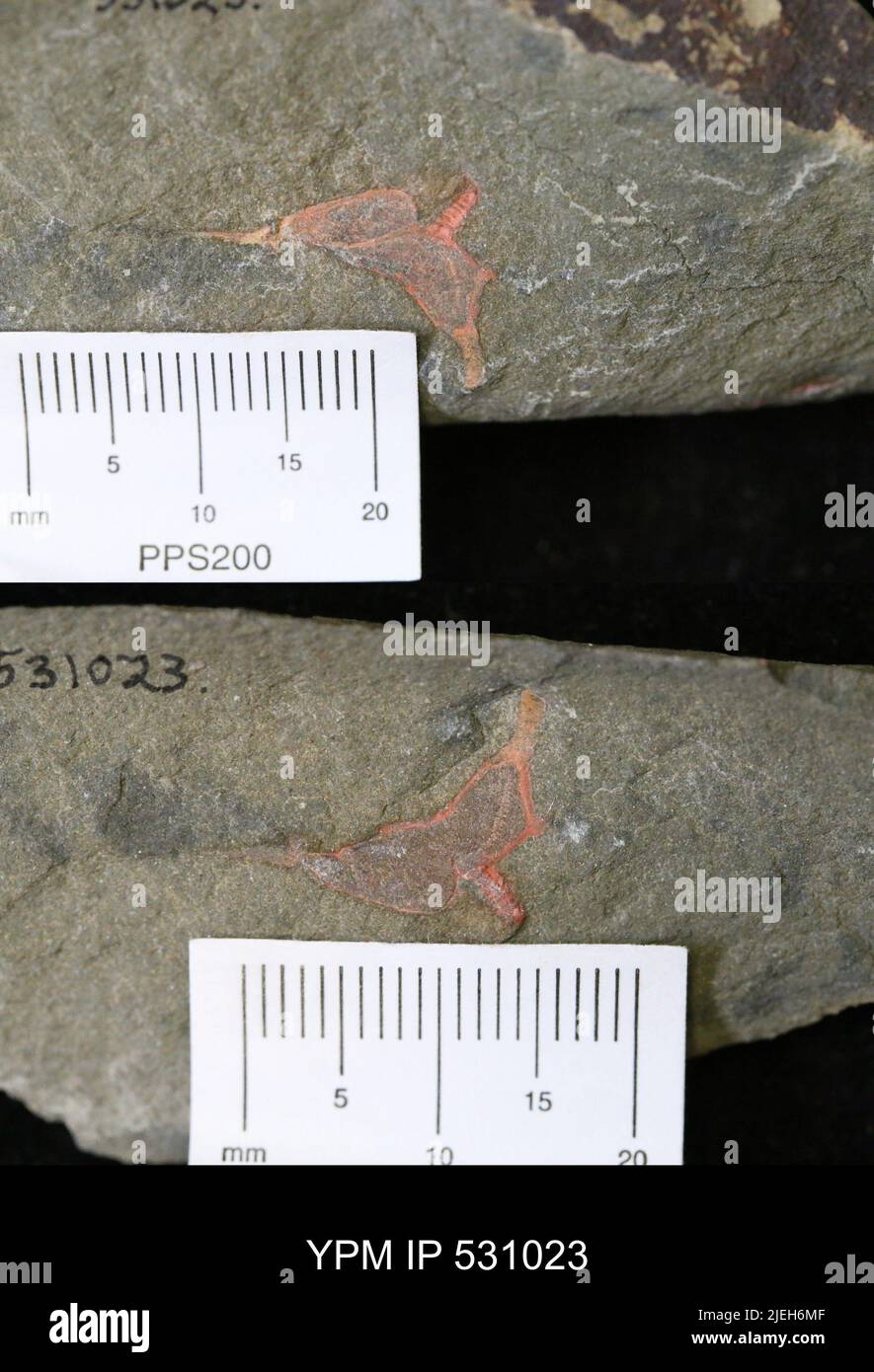 Cothurnocystis hi-res stock photography and images - Alamy