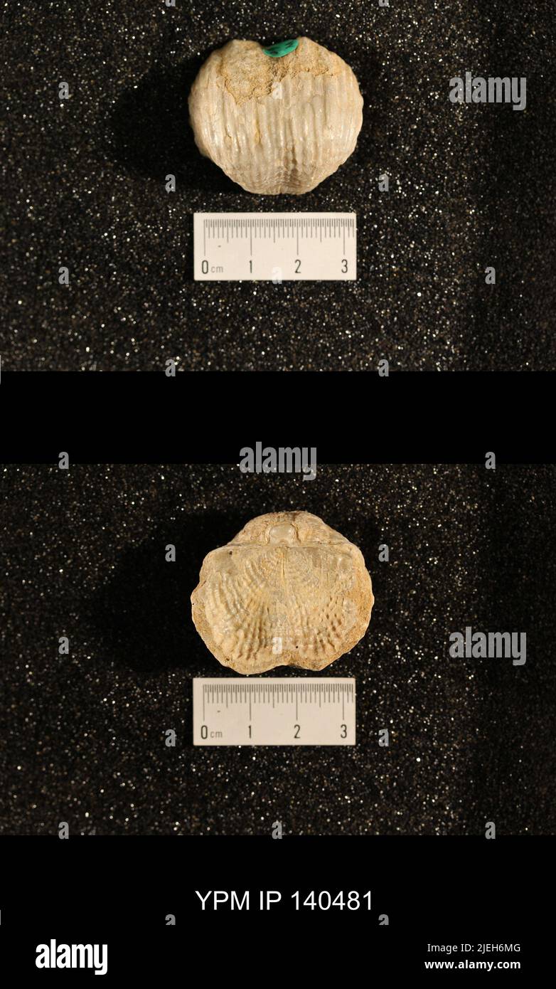 Dictyoclostus indicus (Waagen Stock Photo - Alamy