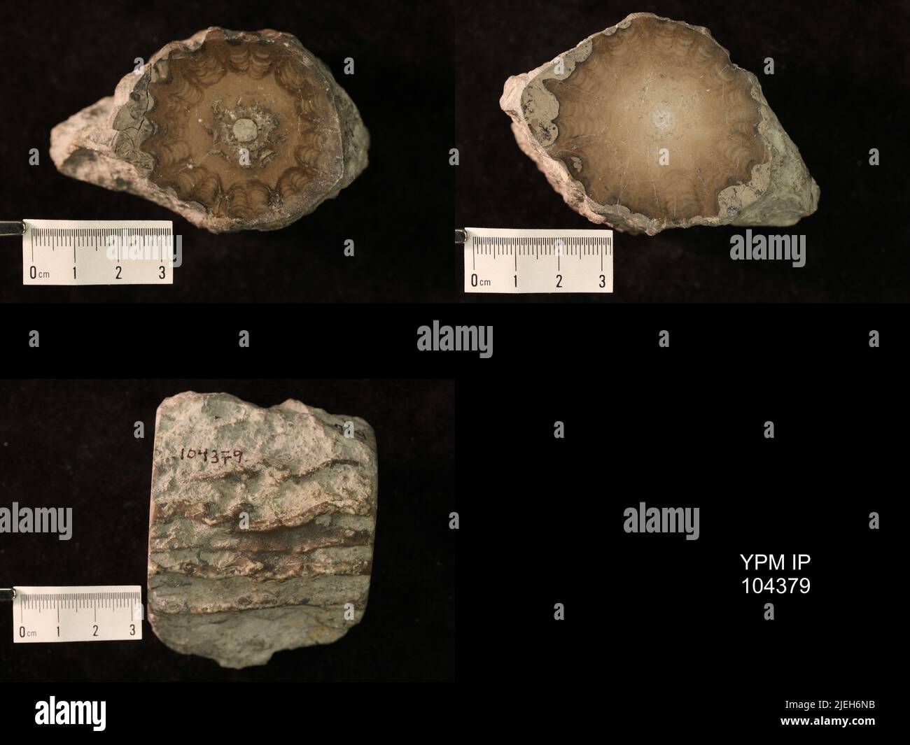 Beatricia undulata animalia hi-res stock photography and images - Alamy