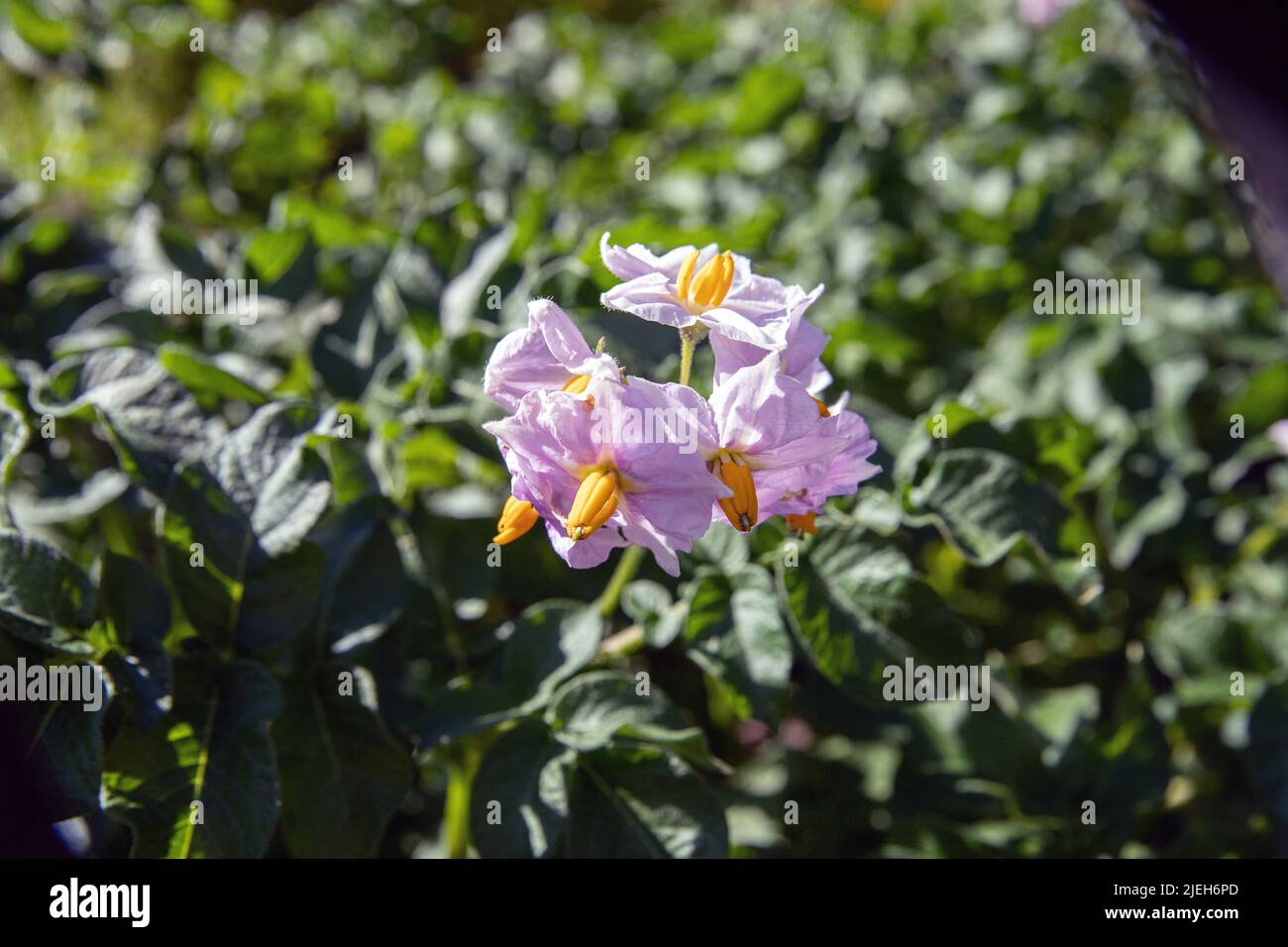 Mid growth red potato plants in full bloom Stock Photo - Alamy