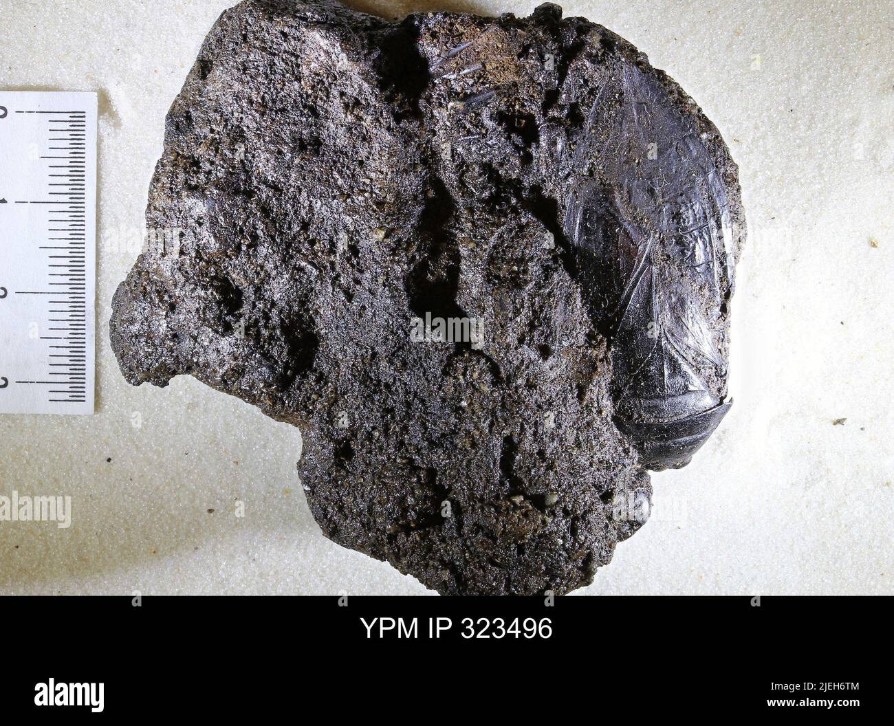 Lethocerus hi-res stock photography and images - Alamy