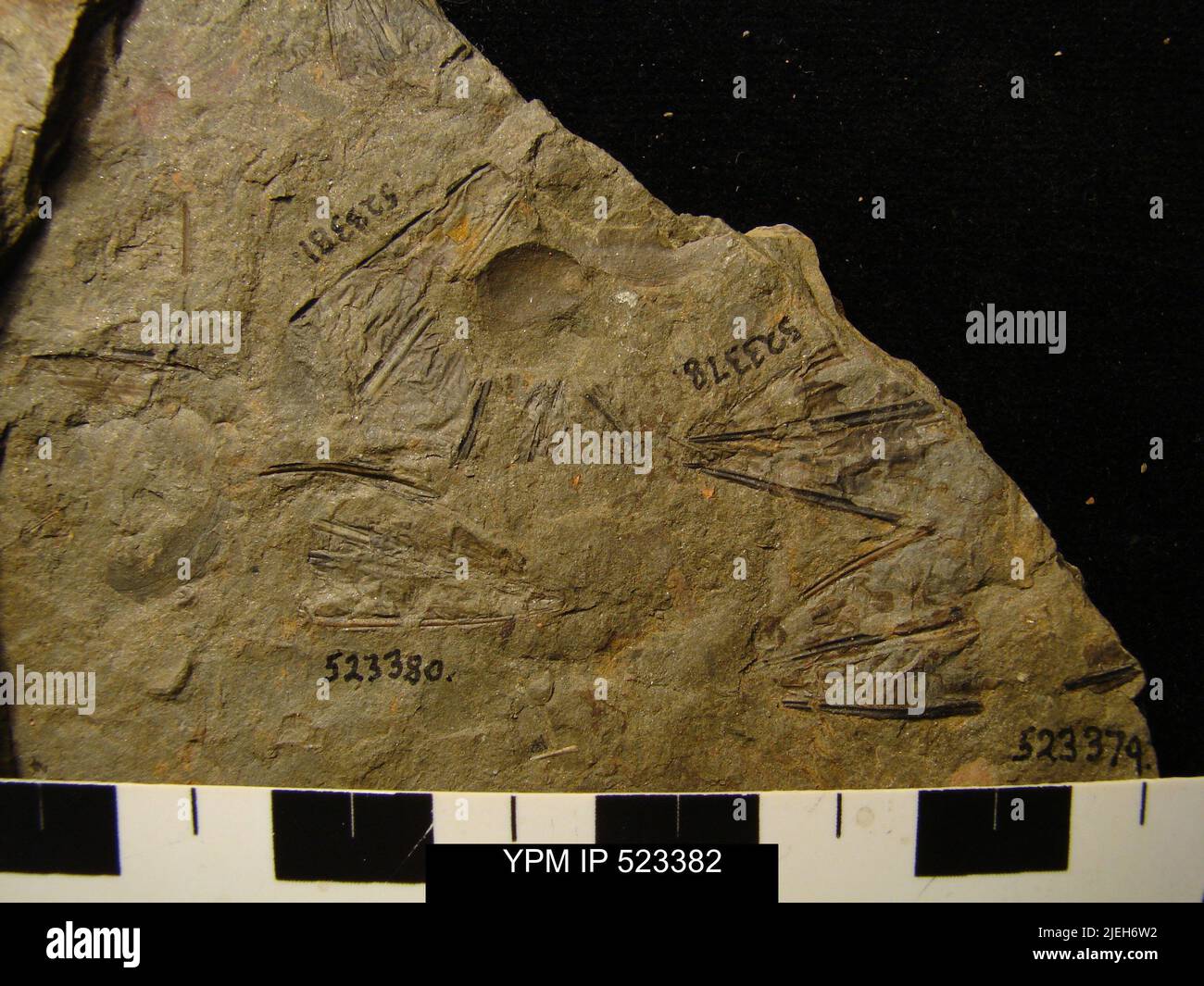 Jellyfish fossil hi-res stock photography and images - Alamy