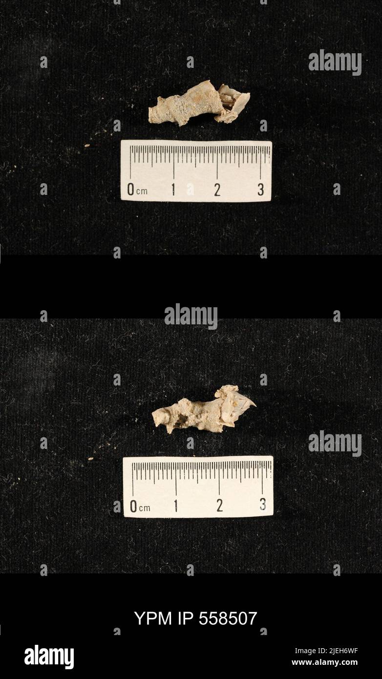 Cladochonus hi-res stock photography and images - Alamy
