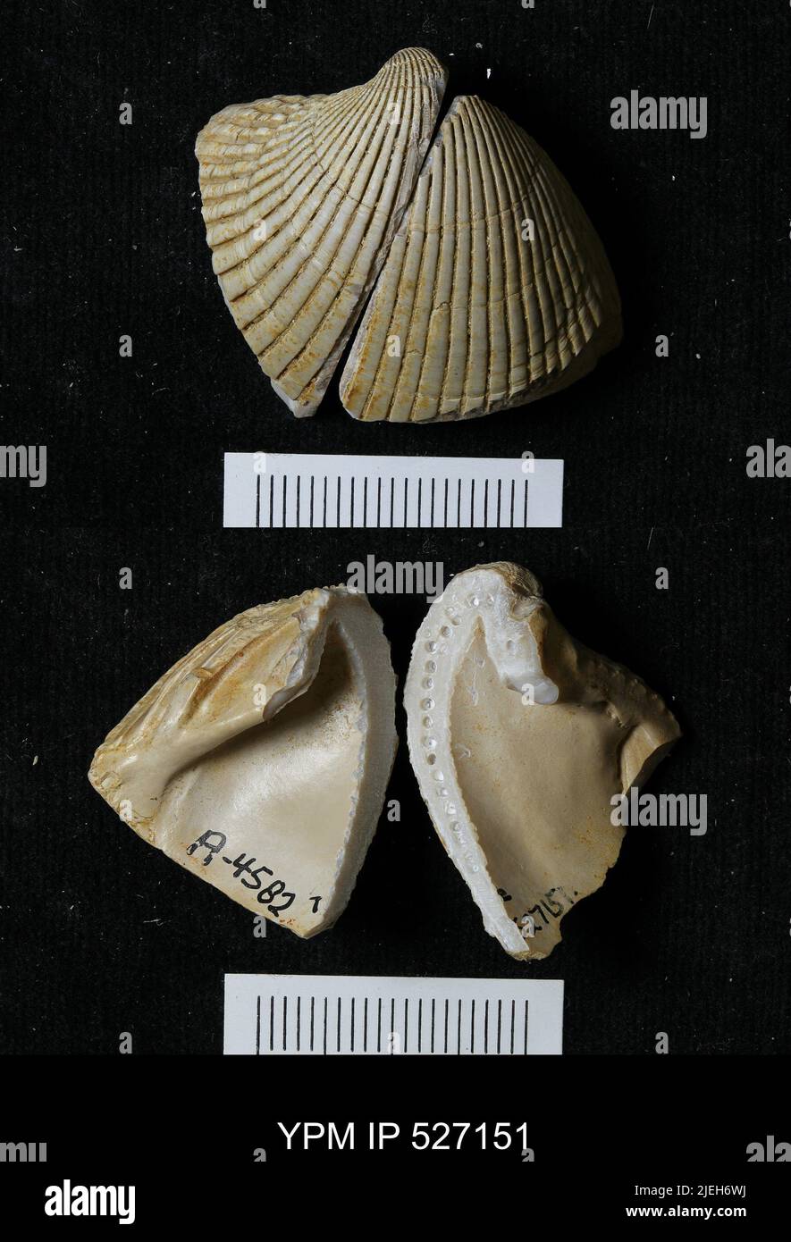 Cardita hi-res stock photography and images - Alamy