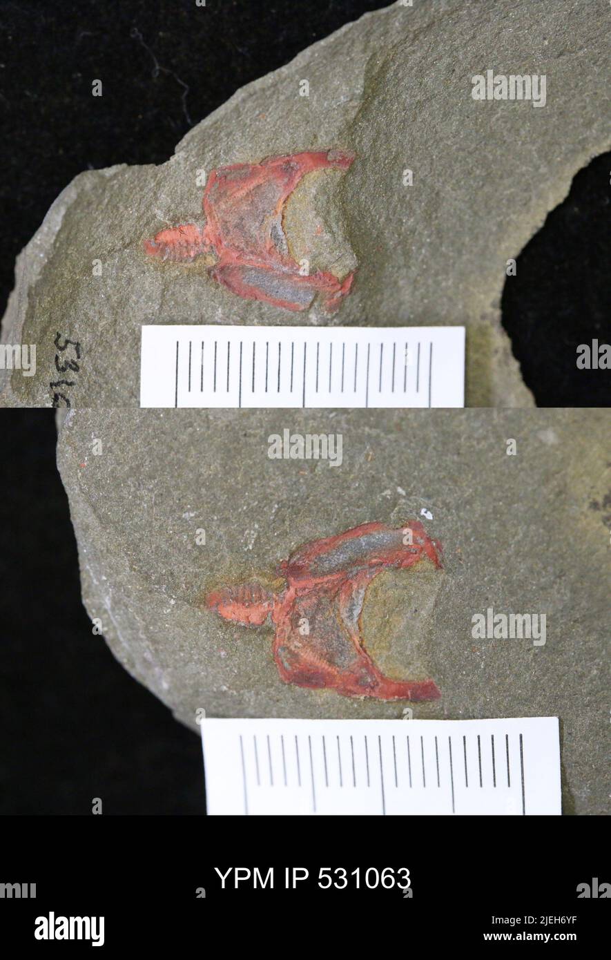 Cothurnocystis hi-res stock photography and images - Alamy