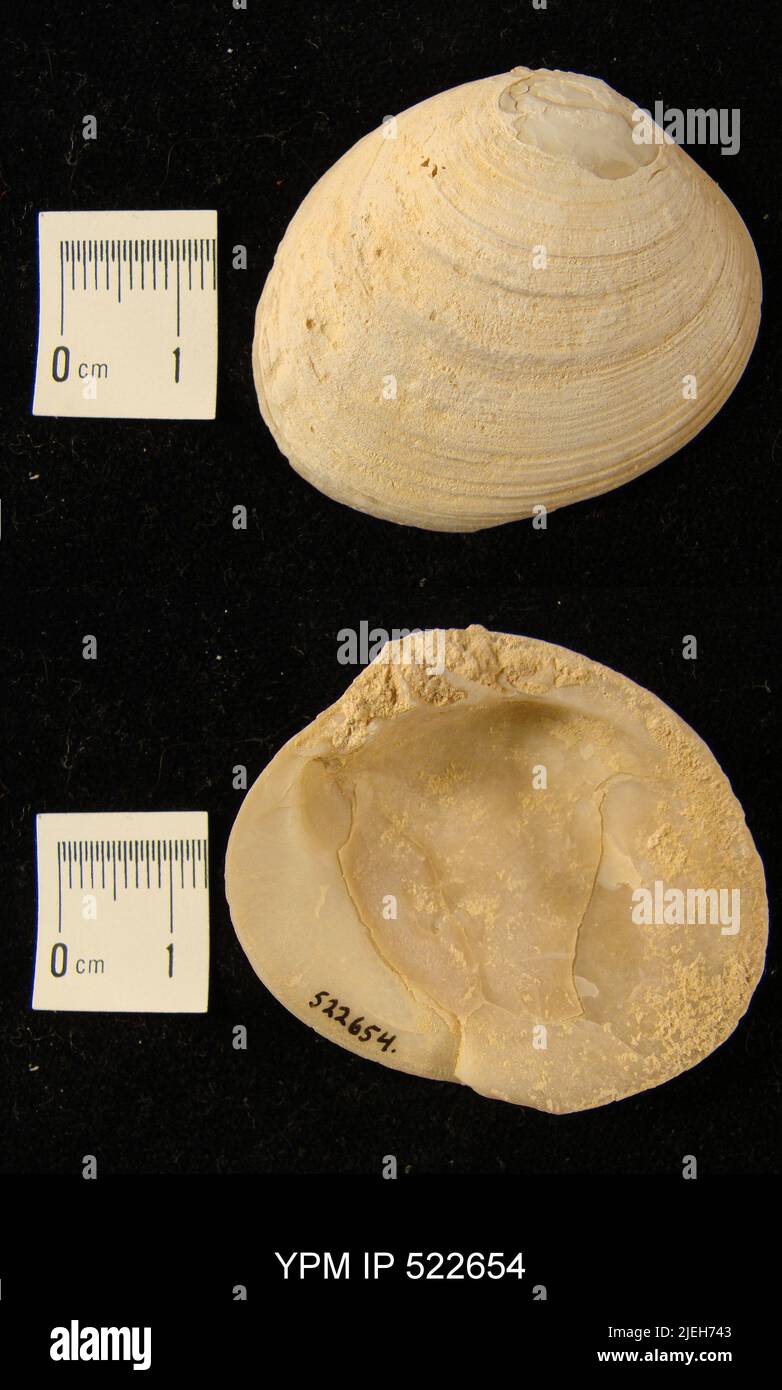 Veneridae hi-res stock photography and images - Alamy