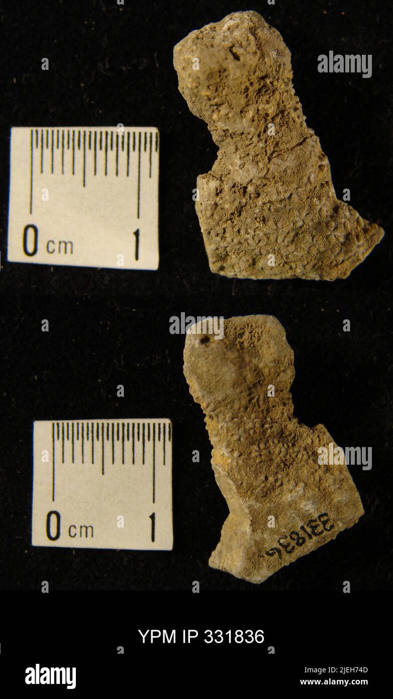 Constellaria sp animalia hi-res stock photography and images - Alamy