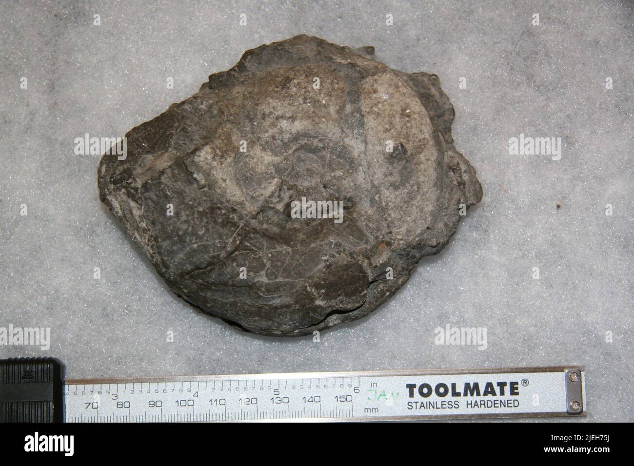 Cretaceous nautiloid hi-res stock photography and images - Alamy