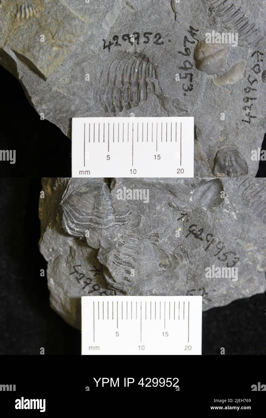 Eldredgeops rana (Green Stock Photo - Alamy