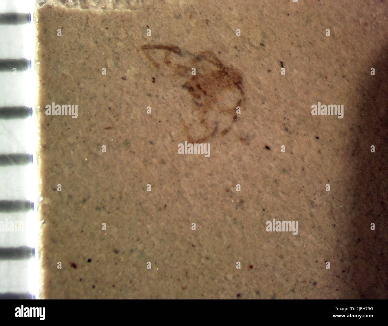 Scorpions body hi-res stock photography and images - Alamy