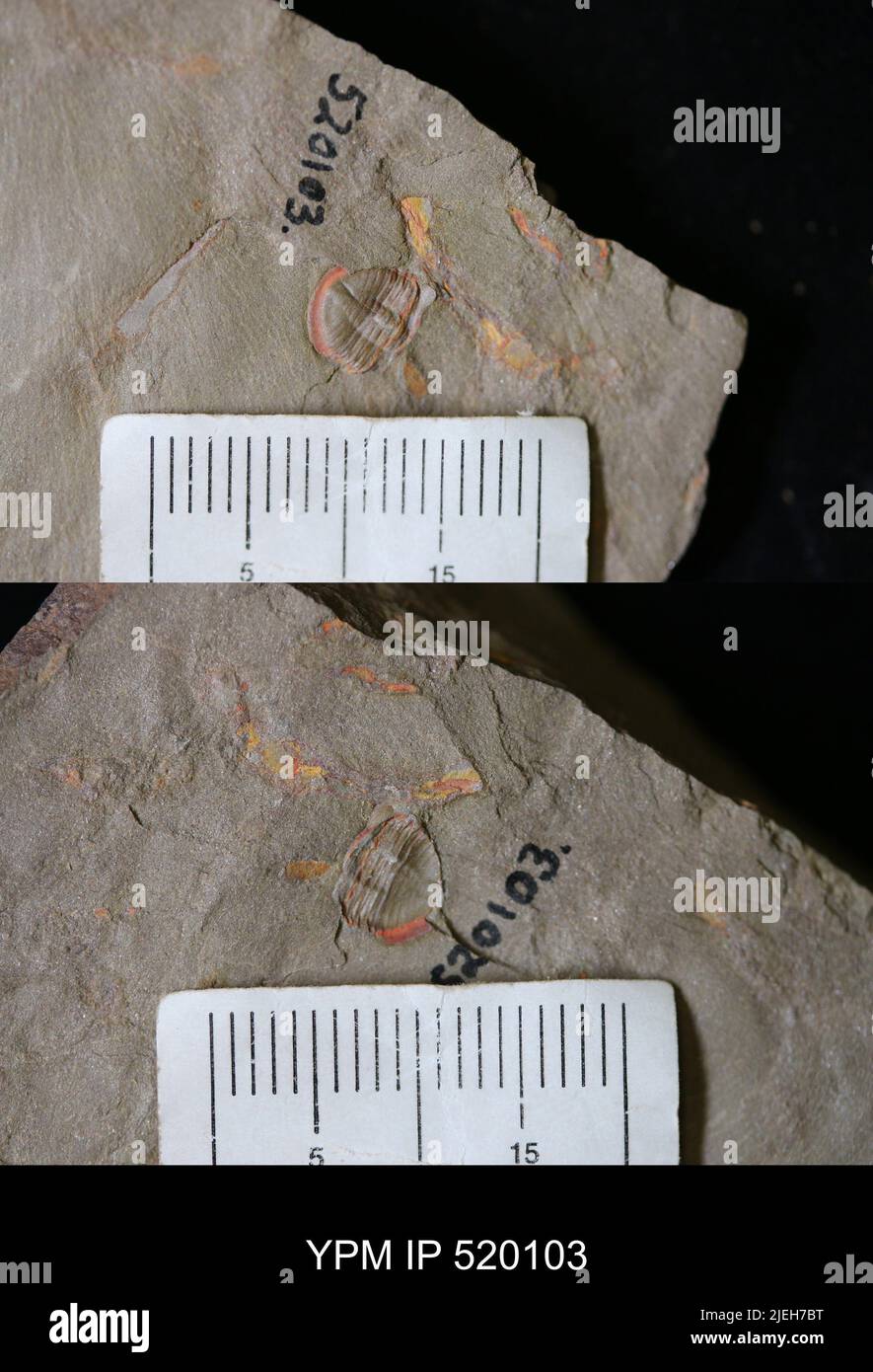 Asaphidae hi-res stock photography and images - Alamy