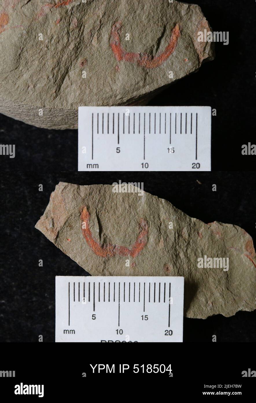 Ichnofossil in hi-res stock photography and images - Alamy