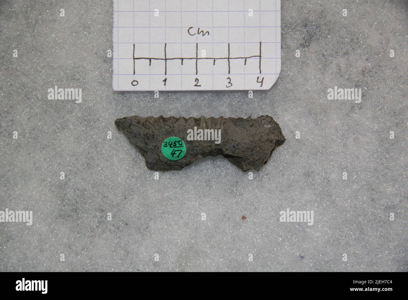 Protocycloceras hi-res stock photography and images - Alamy
