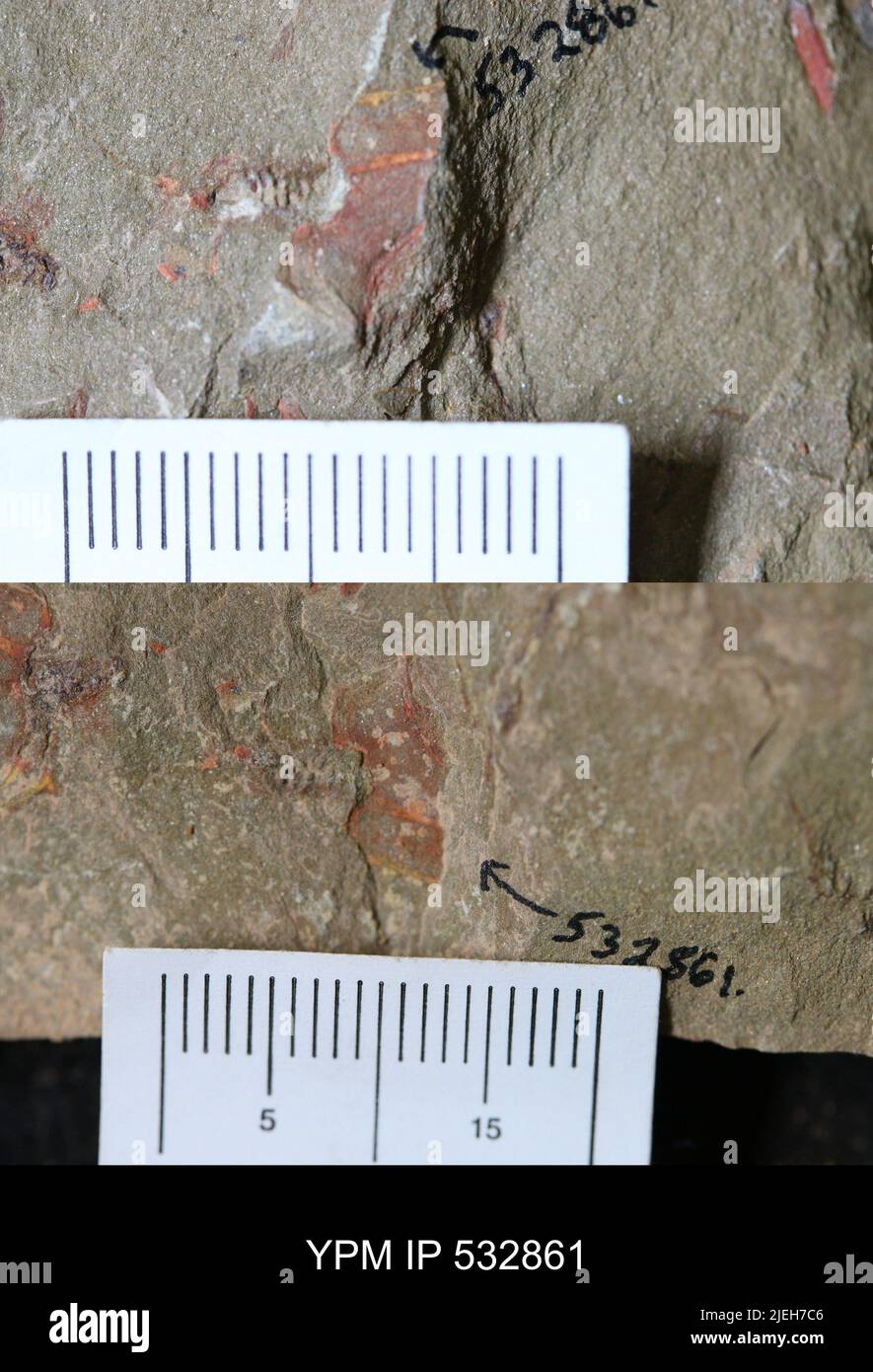 Cothurnocystis sp animalia hi-res stock photography and images - Alamy