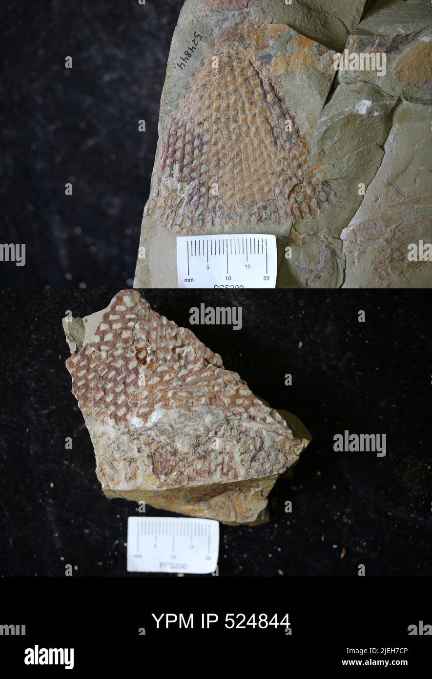 Dendroidea hi-res stock photography and images - Alamy