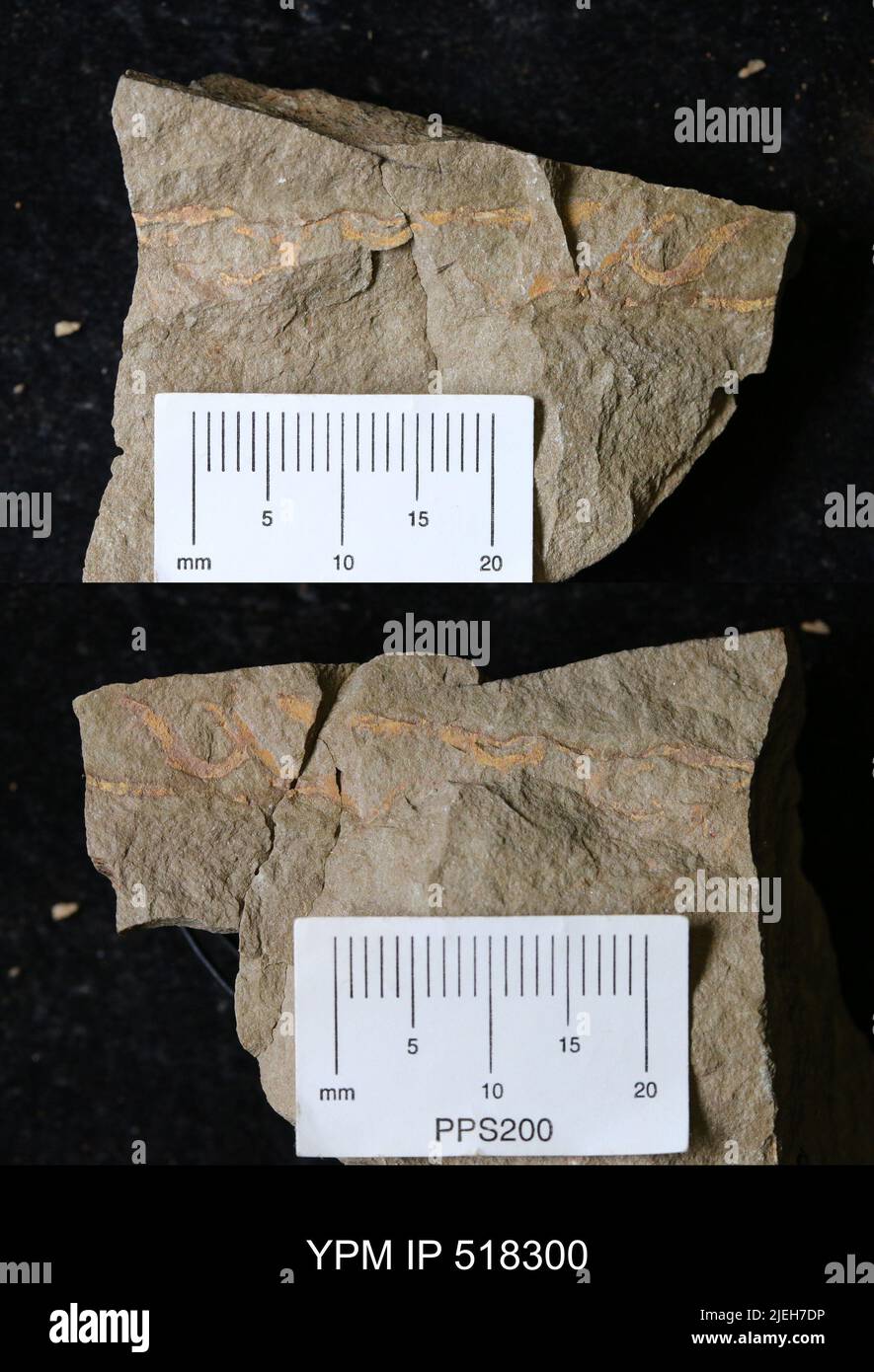 Undet ichnofossil ichnofossil ichnofossils hi-res stock photography and ...