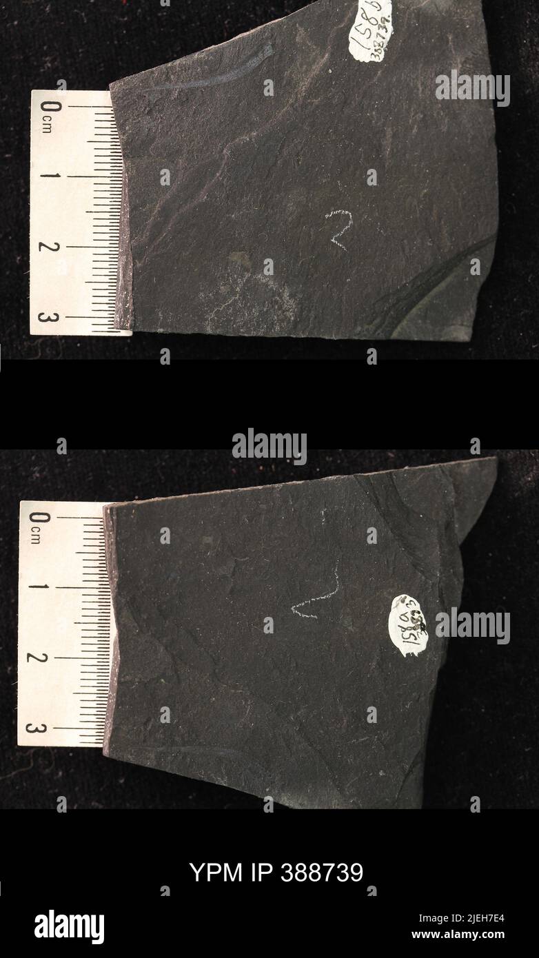 Undet animalia animalia animals hi-res stock photography and images - Alamy