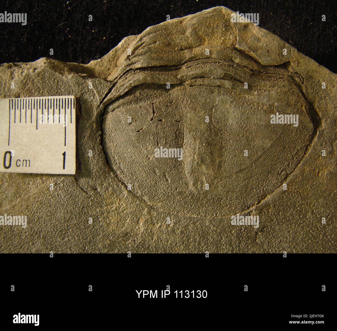 Asaphus homfrayi Salter, 1866 Stock Photo - Alamy