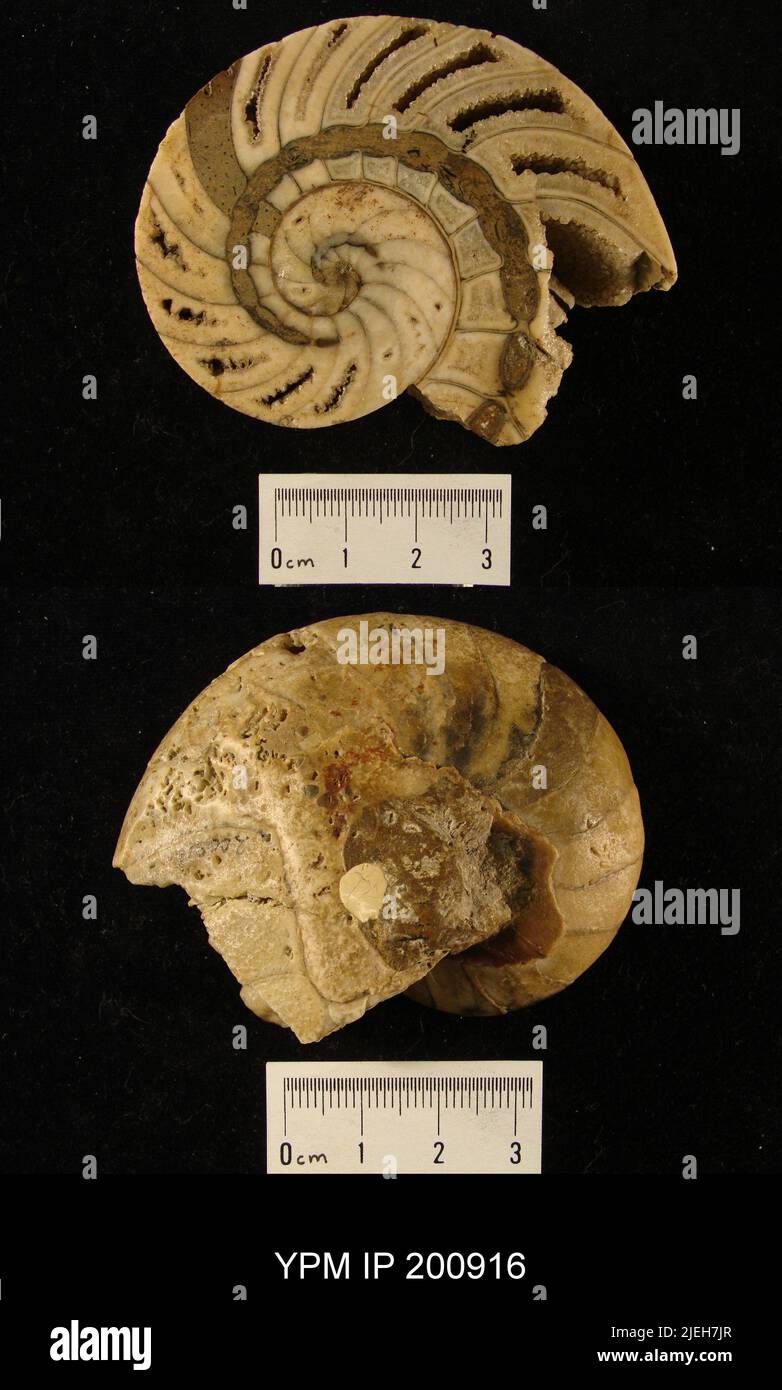 Nautilus taxonomy hi-res stock photography and images - Alamy