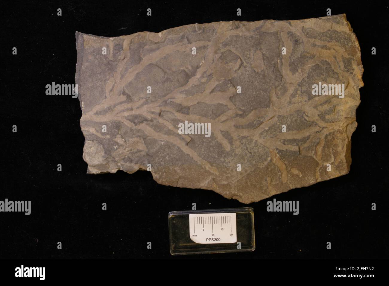 Chondrites hi-res stock photography and images - Alamy