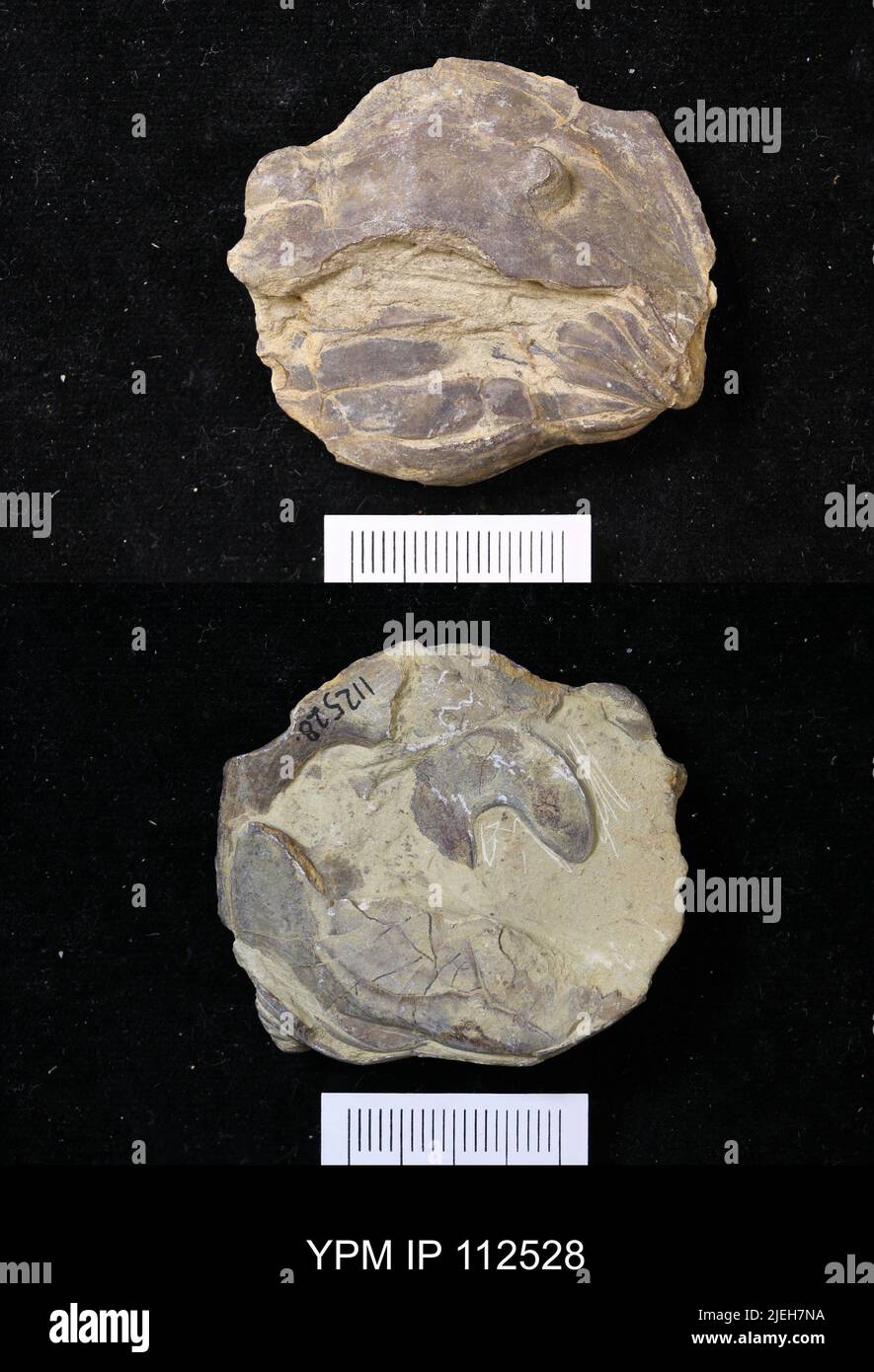 Isotelus maximus animalia hi-res stock photography and images - Alamy