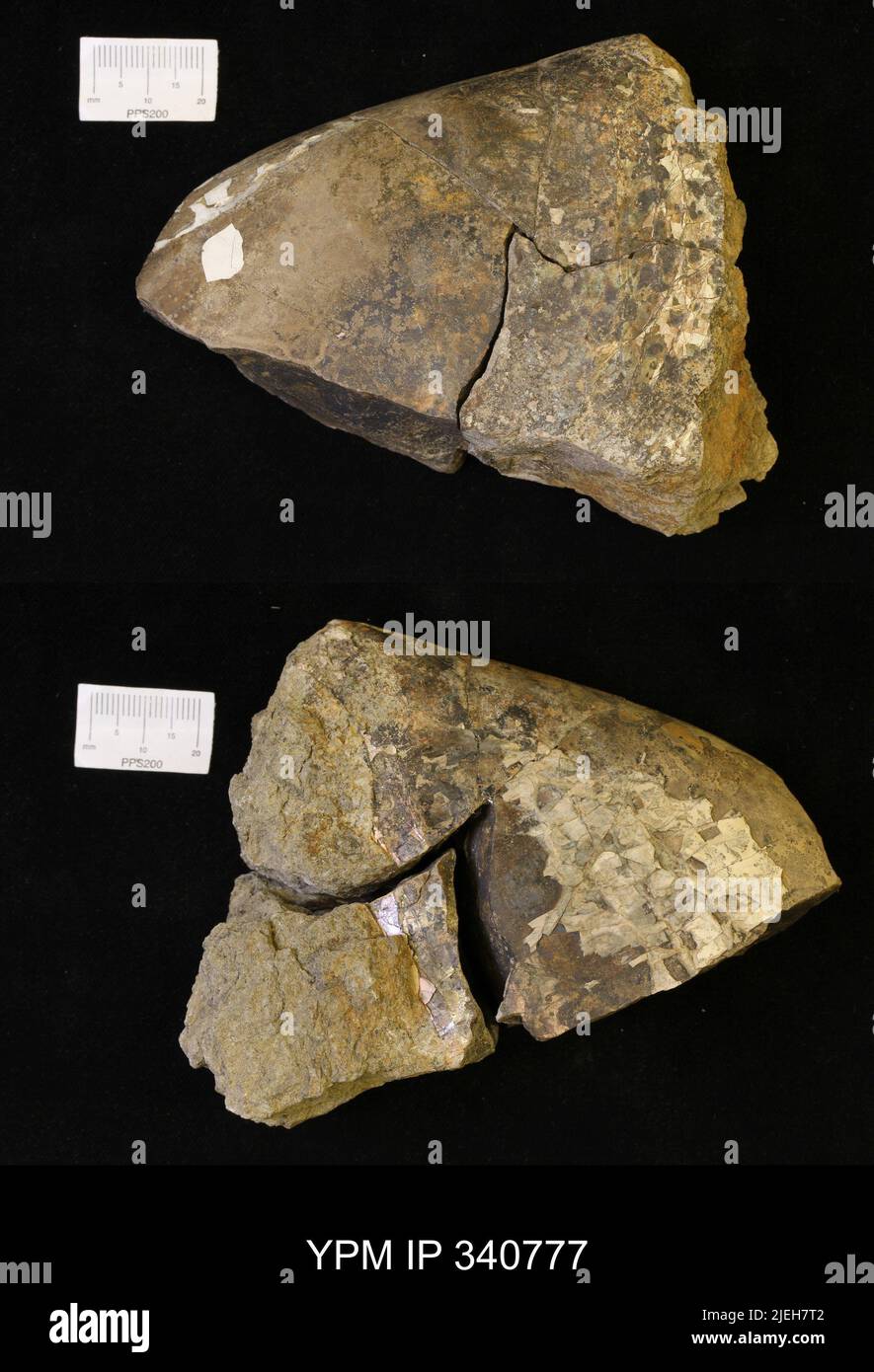 Sphenodiscus lenticularis (Owen Stock Photo - Alamy