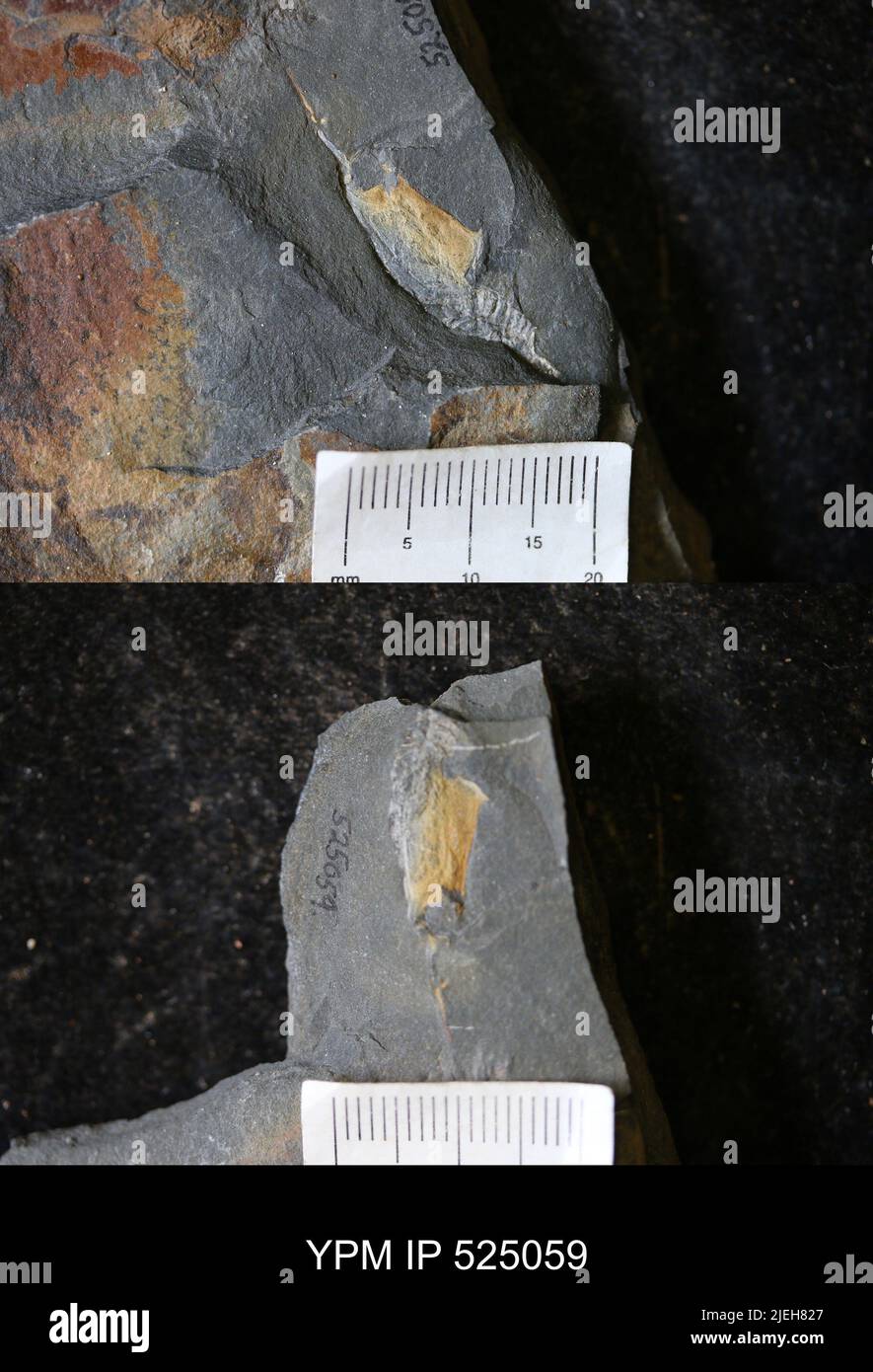 Cothurnocystis hi-res stock photography and images - Alamy