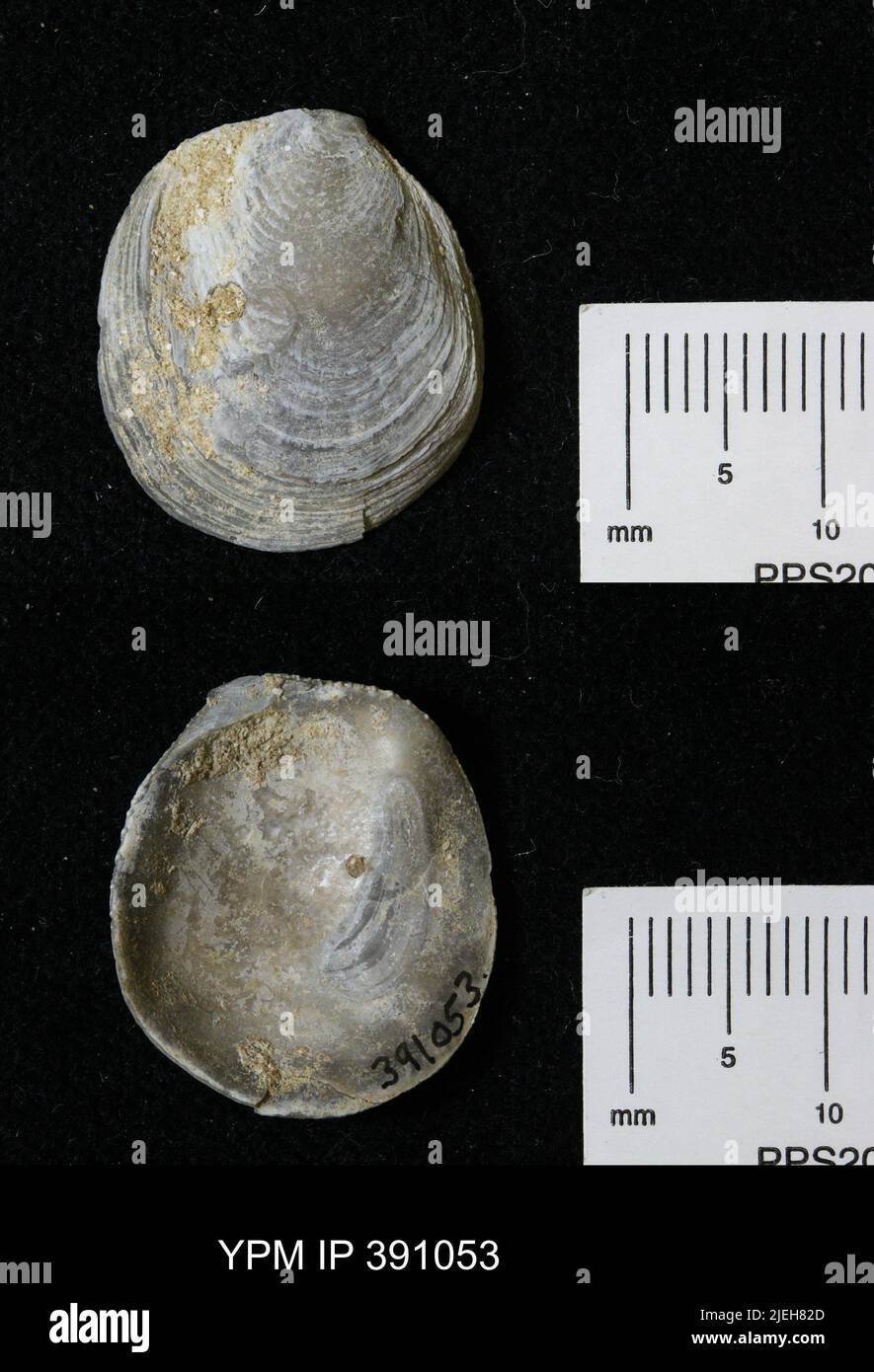 Anomia sp animalia hi-res stock photography and images - Alamy