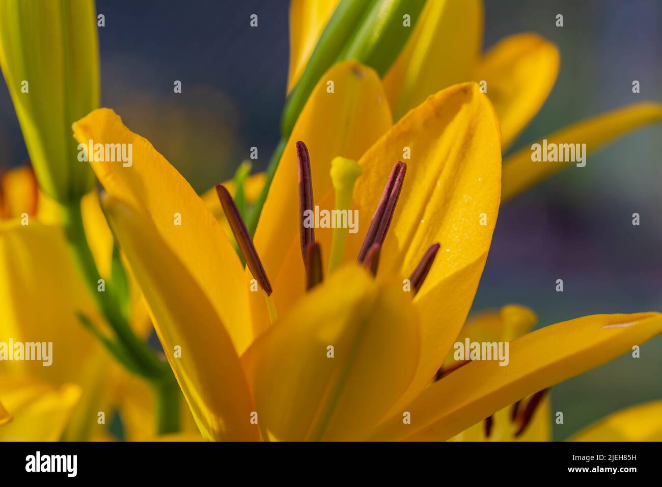 newly opened yellow lily in the morning light Stock Photo - Alamy