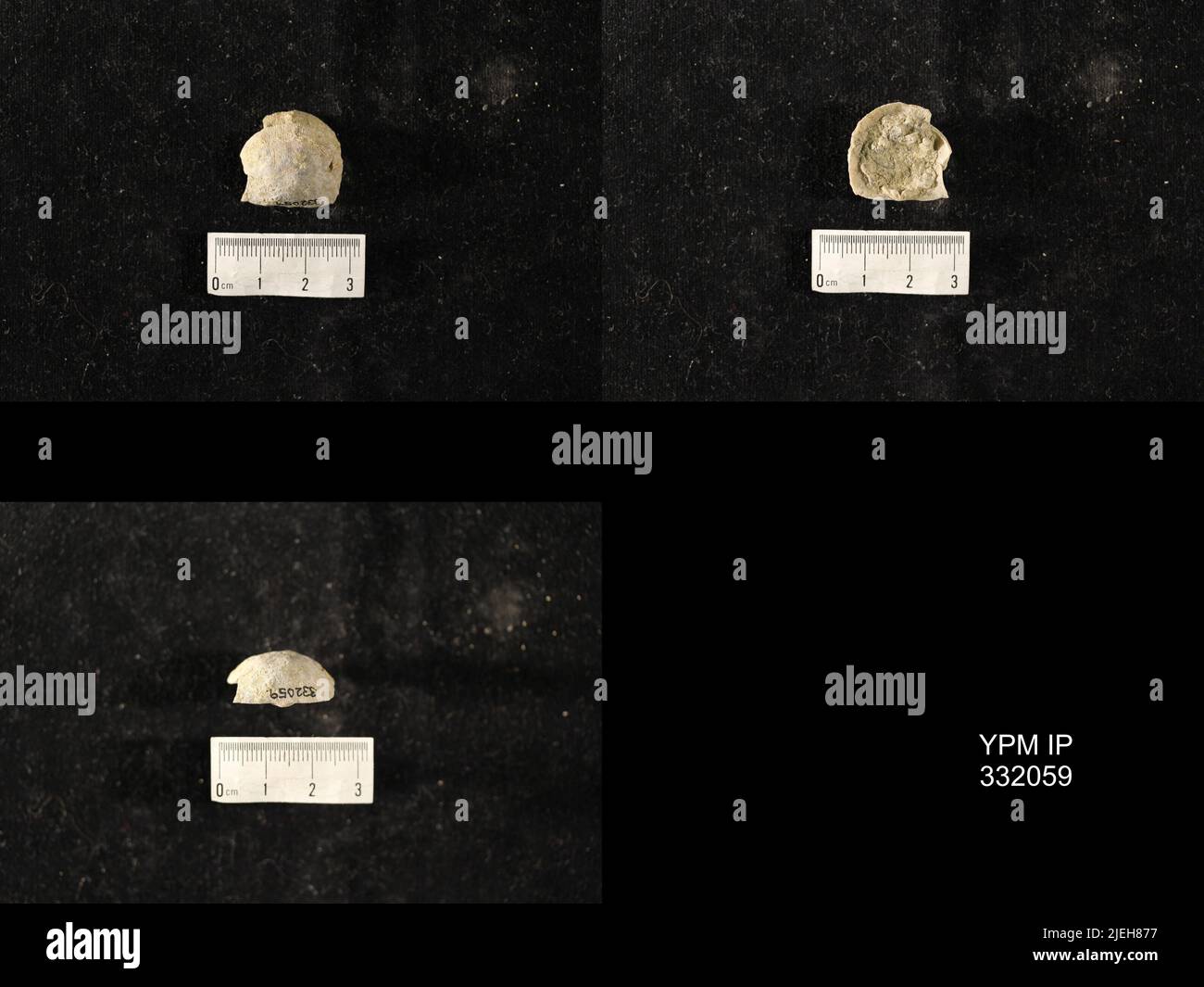 Strophomenida hi-res stock photography and images - Alamy