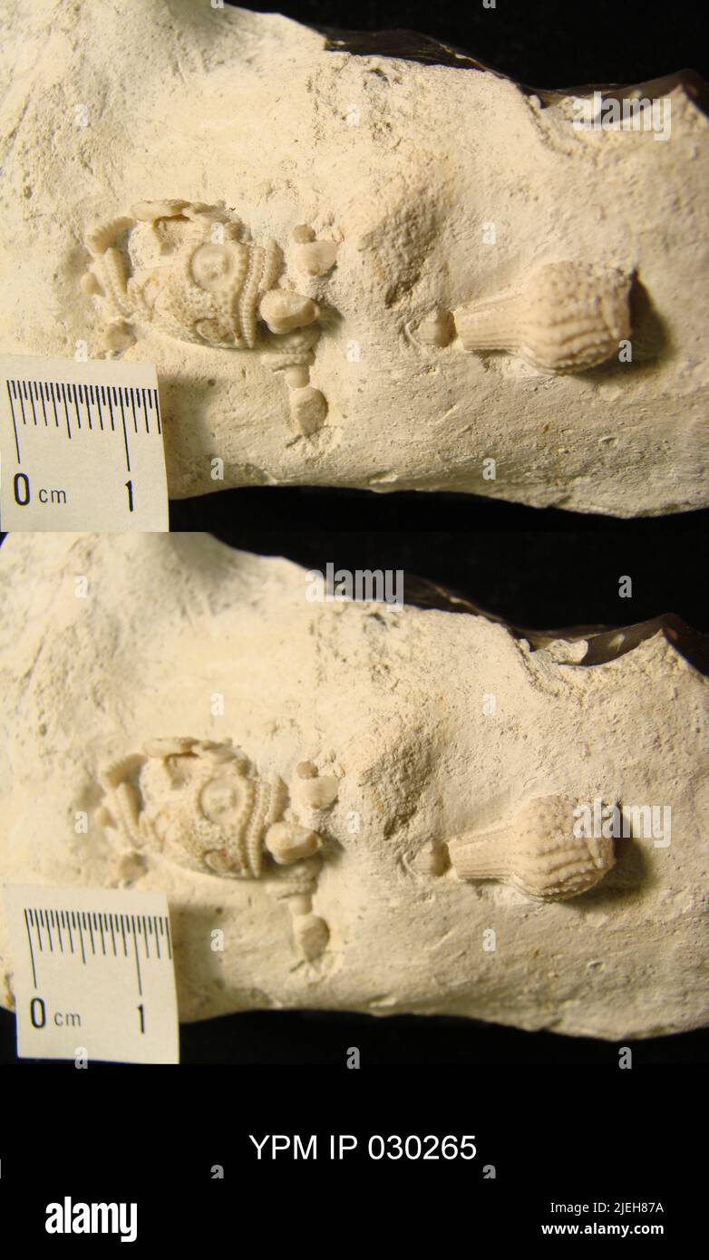 Cidaris hi-res stock photography and images - Alamy