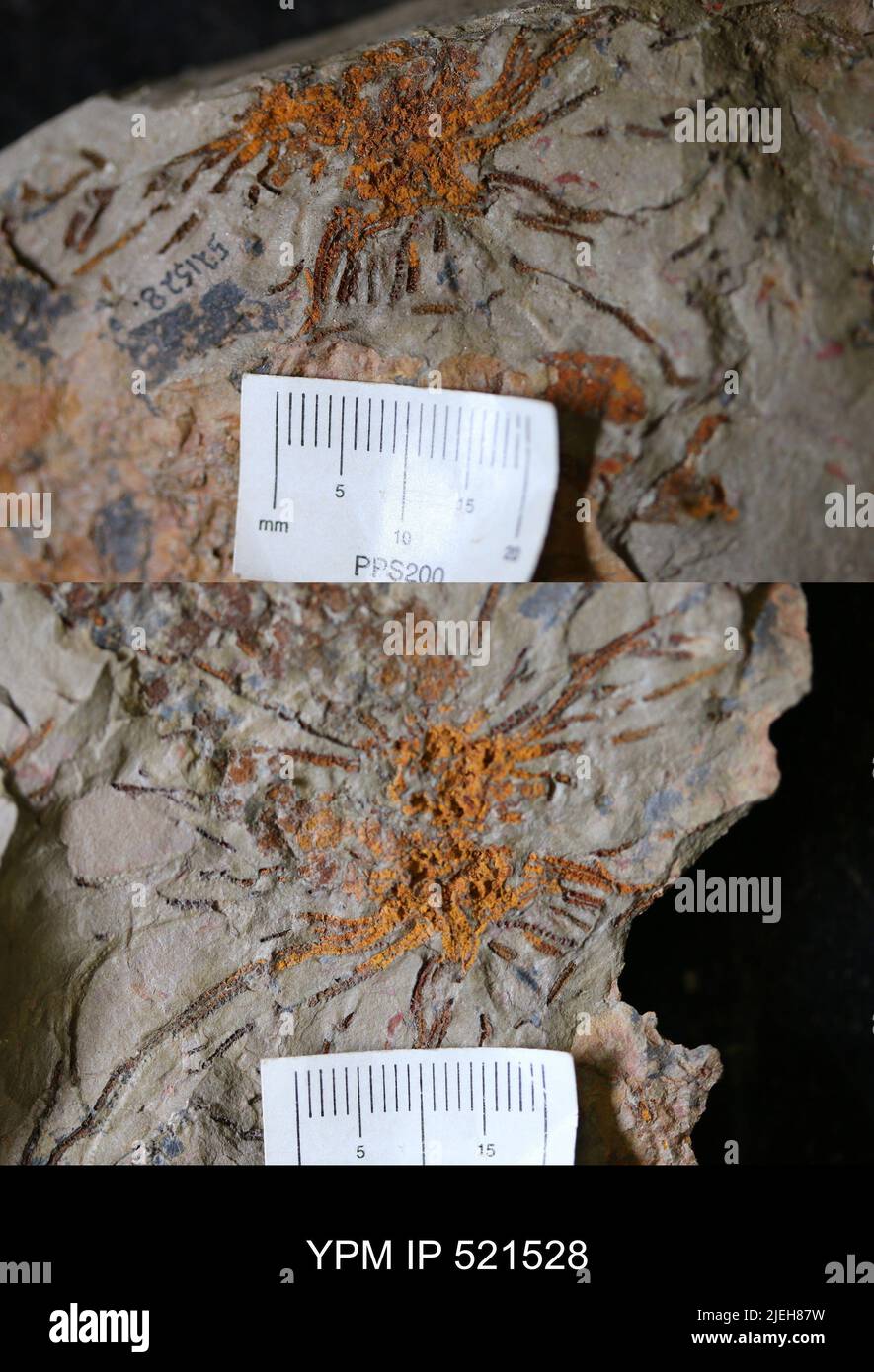 Eocrinoidea hi-res stock photography and images - Alamy