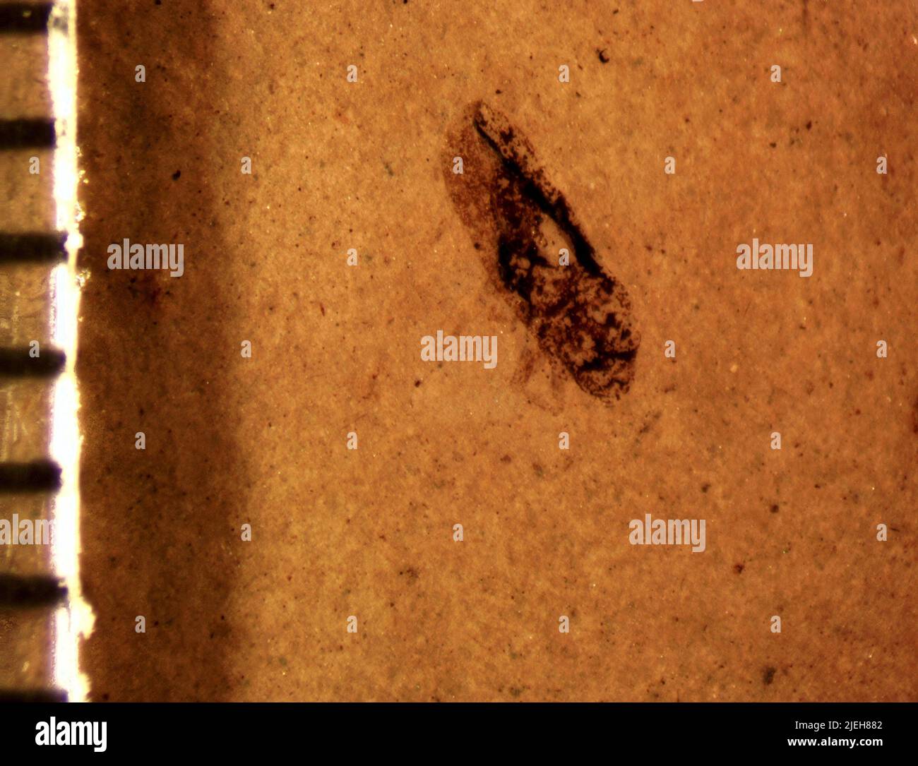 Undet cicadellidae animalia hi-res stock photography and images - Alamy