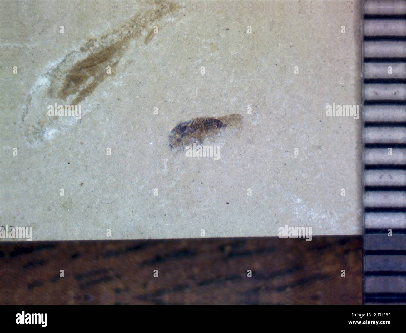 Undet pterygota animalia hi-res stock photography and images - Alamy